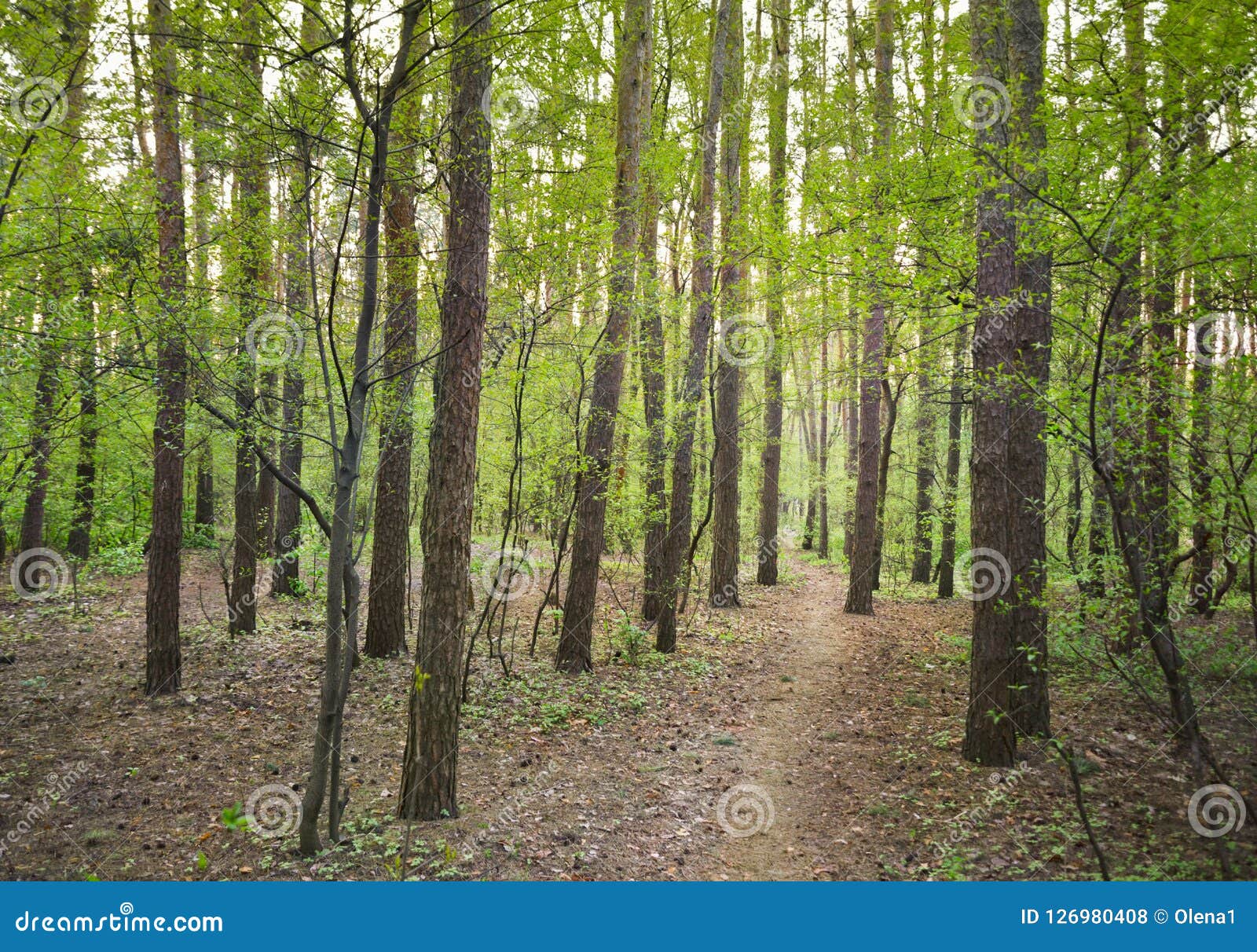 Mixed Pine and Leafy Forest in Spring Stock Photo - Image of pinewood ...