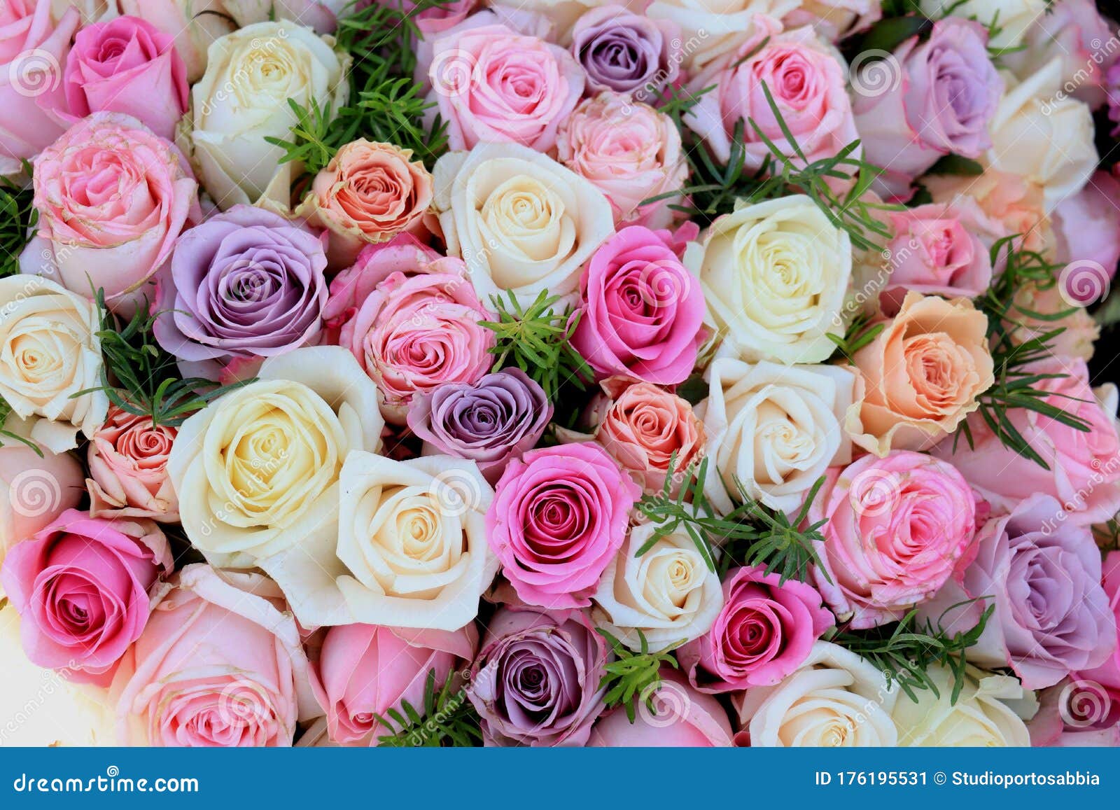 Mixed pink roses stock image. Image of floral, white - 176195531