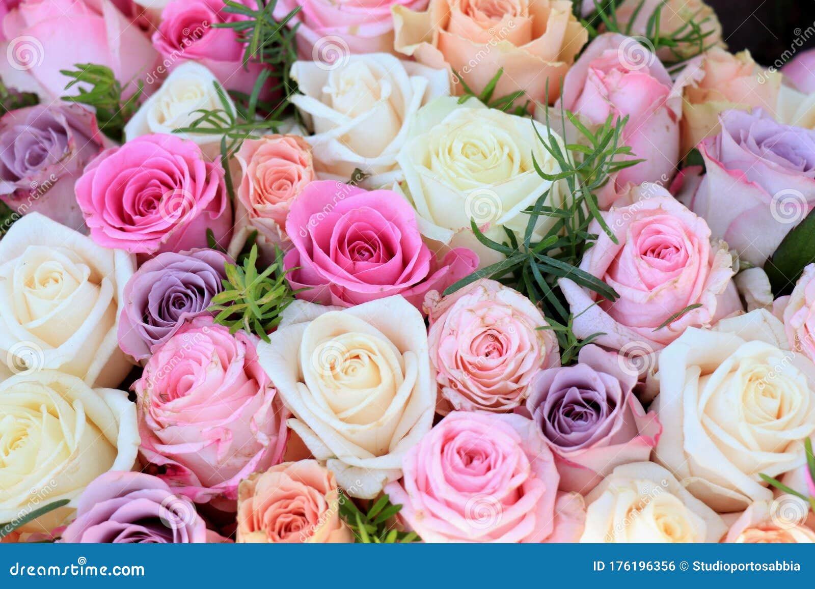Mixed pink roses stock photo. Image of lila, purple - 176196356