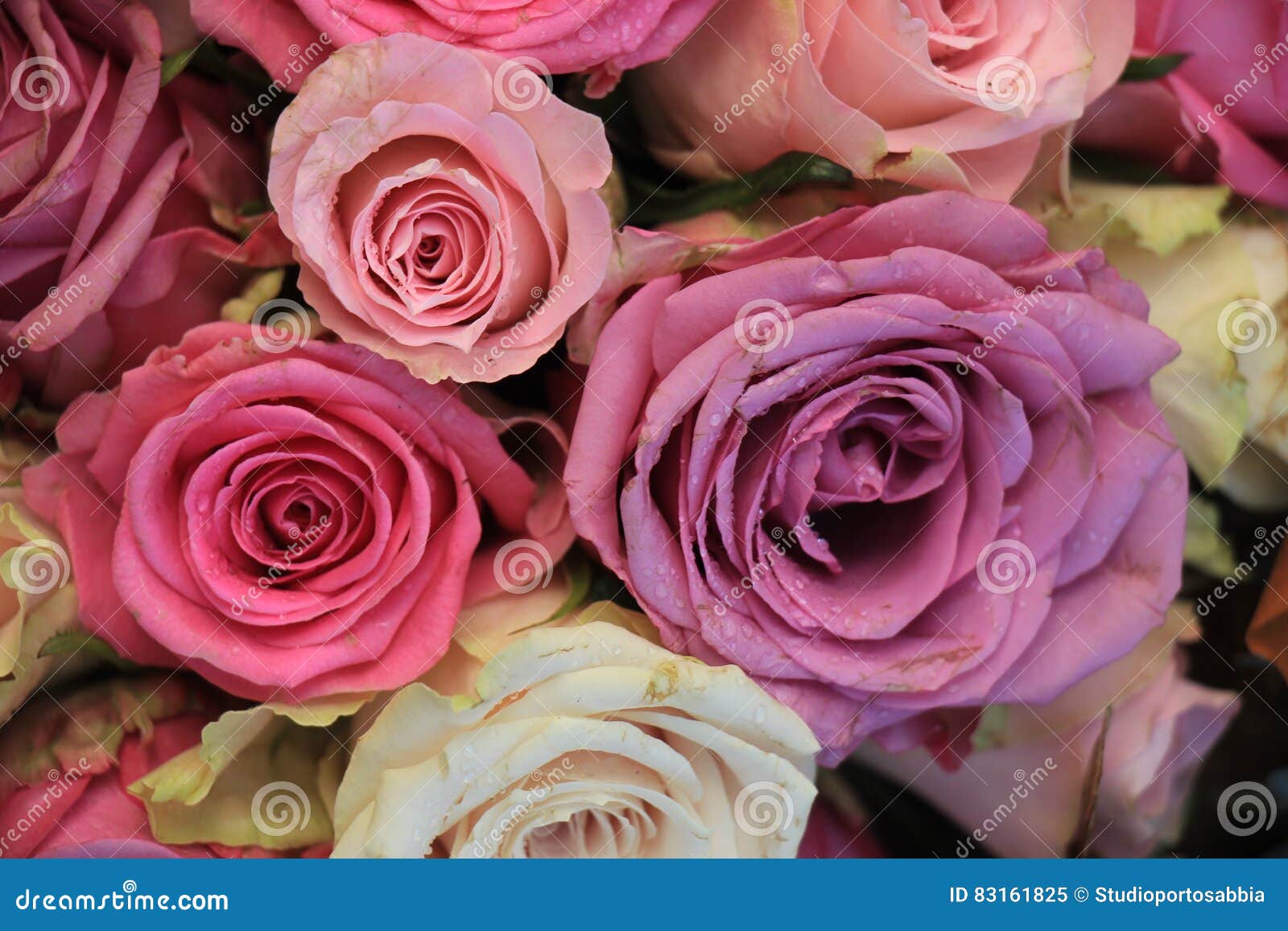 Mixed pink roses stock image. Image of bridal, mixed - 83161825
