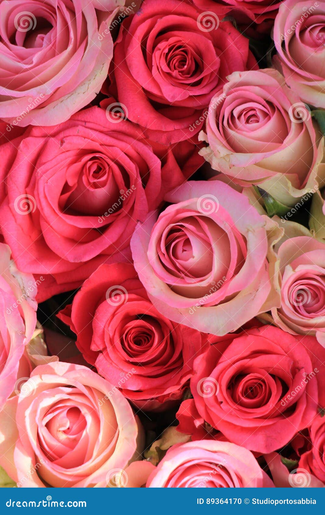 Mixed pink roses stock photo. Image of flowers, wedding - 89364170