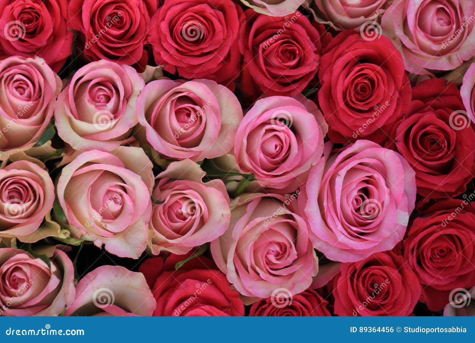 Mixed pink roses stock photo. Image of arrangement, pink - 89364456
