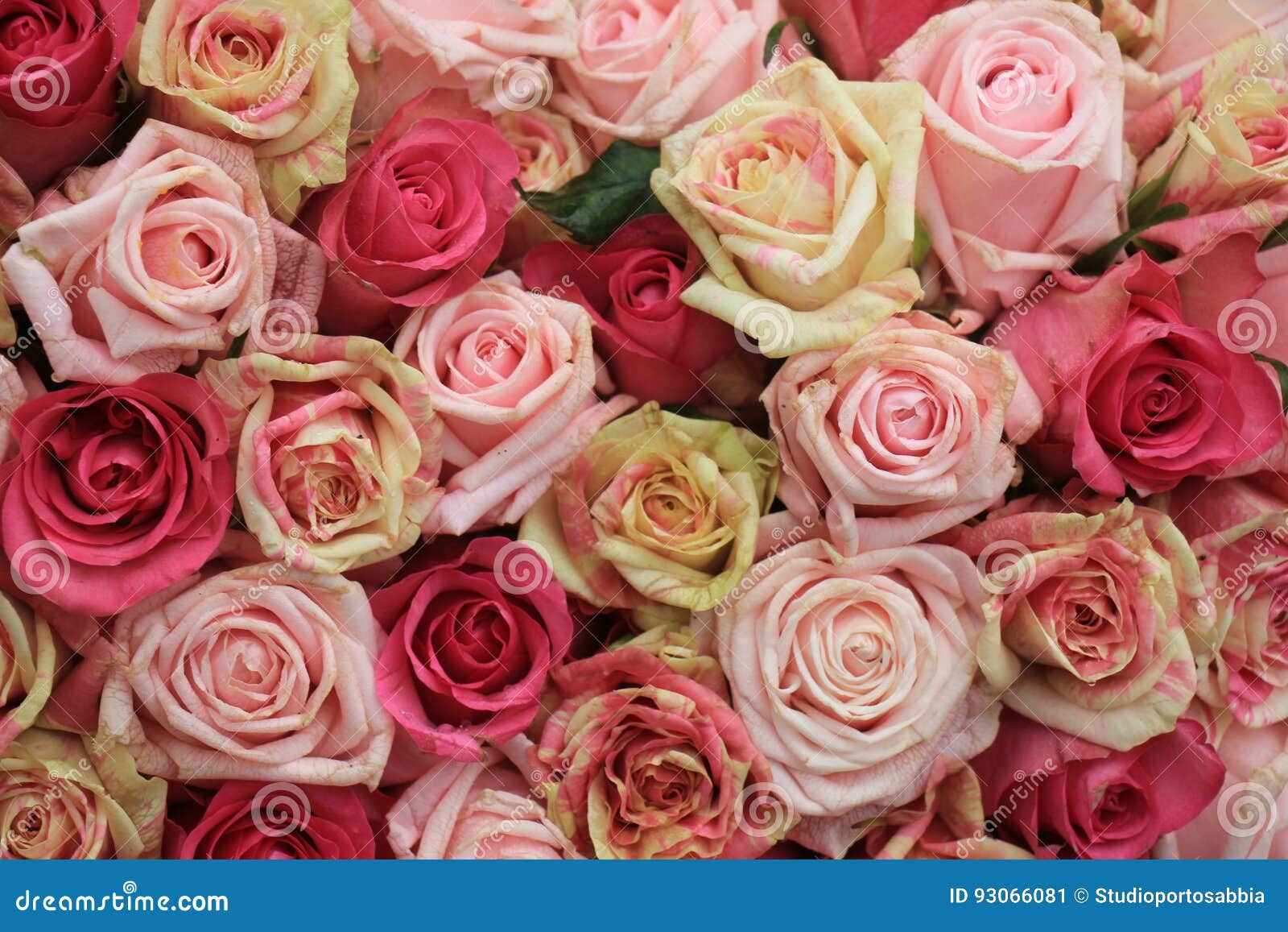 Mixed pink roses stock image. Image of bouquet, wedding - 93066081