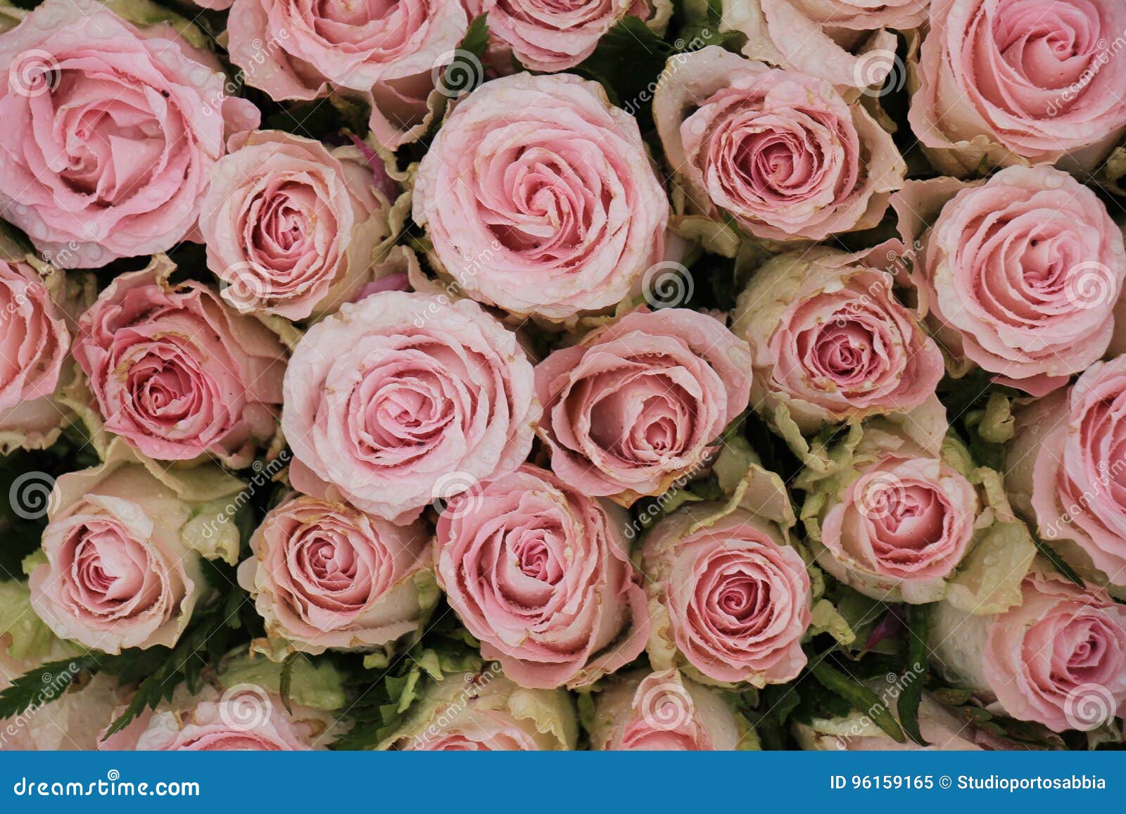 Mixed pink roses stock image. Image of centerpiece, purple - 96159165