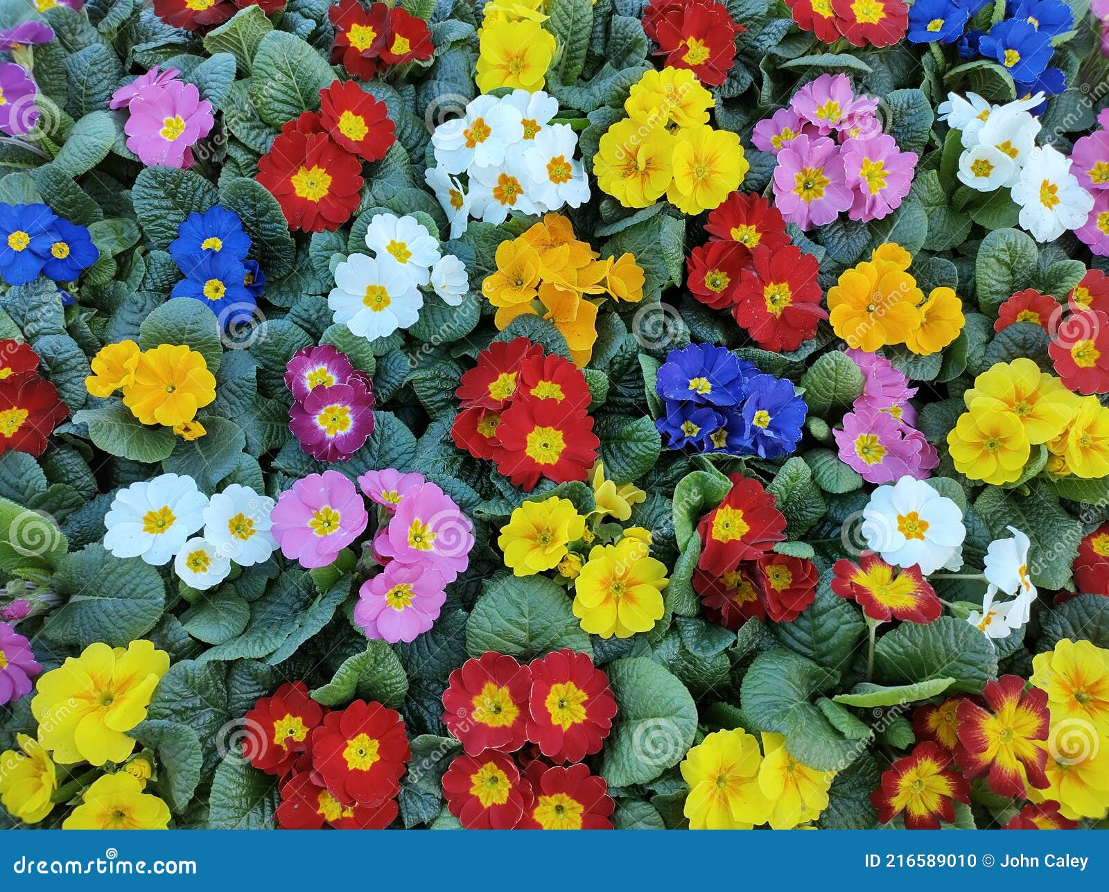 Mixed Primroses stock photo. Image of blossom, colourful - 216589010