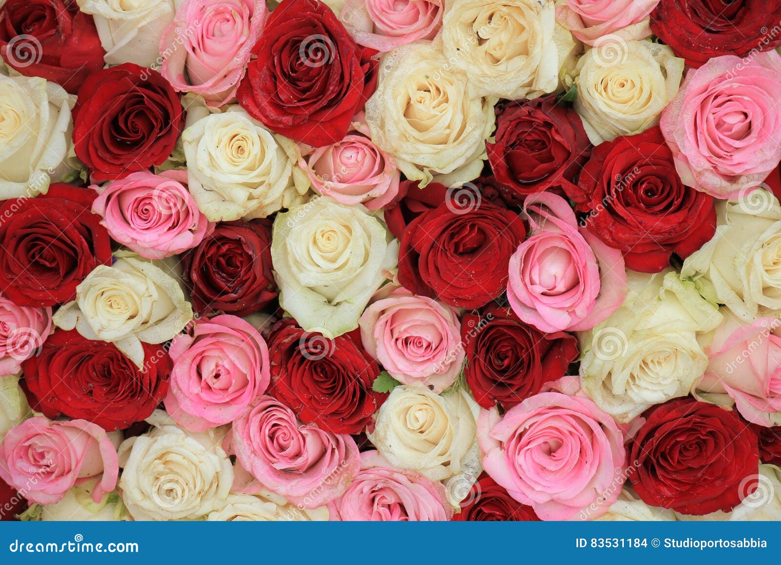 Mixed rose bouquet stock photo. Image of pink, nature - 83531184