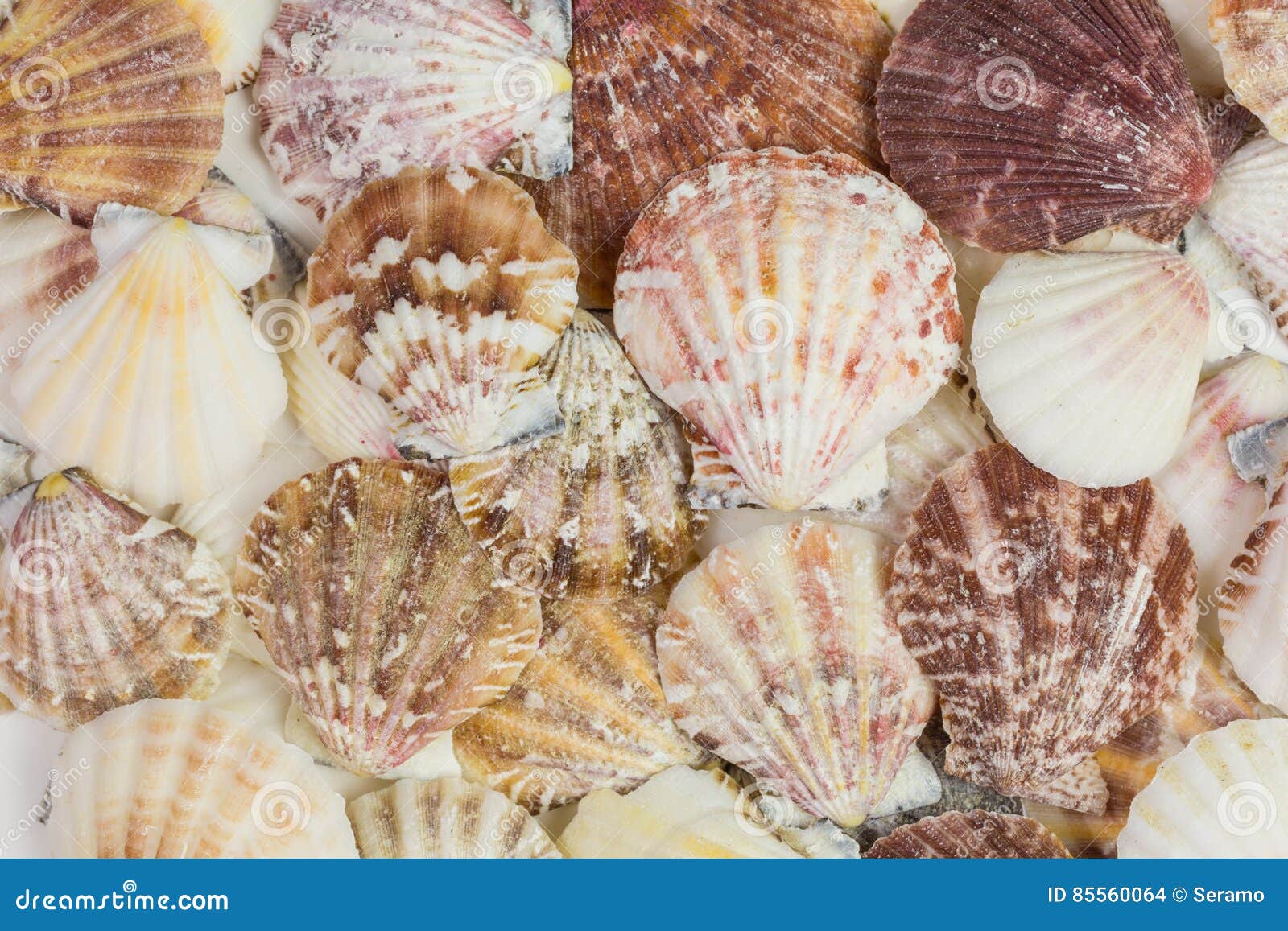 Mixed sea shells stock photo. Image of nature, background - 85560064