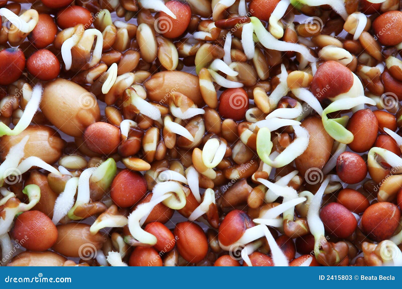 Mixed Seeds Sprouts Background Stock Image - Image of green, crop: 2415803