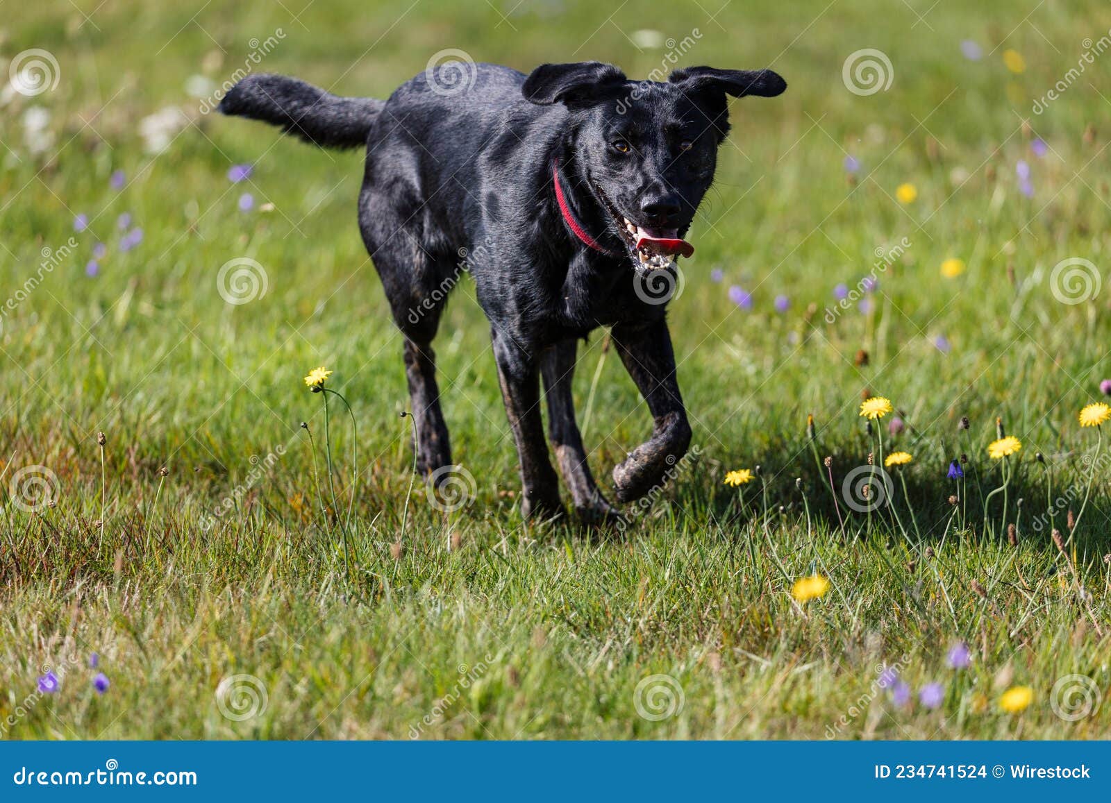 Mixed Sheepdog Labrador Dog Playing Outdoors Stock Photo - Image of ...