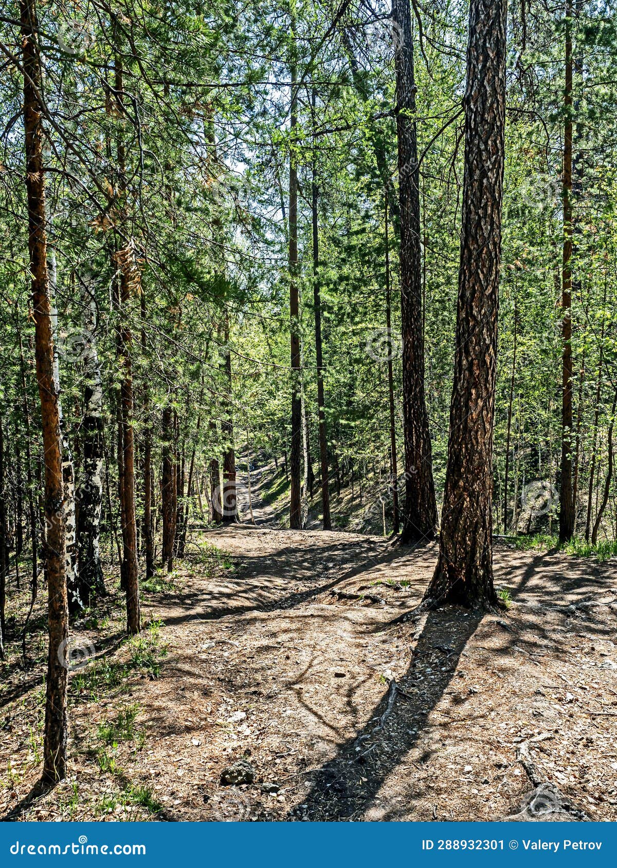 Mixed Spring Forest Illuminated by the Morning Sun Stock Image - Image ...