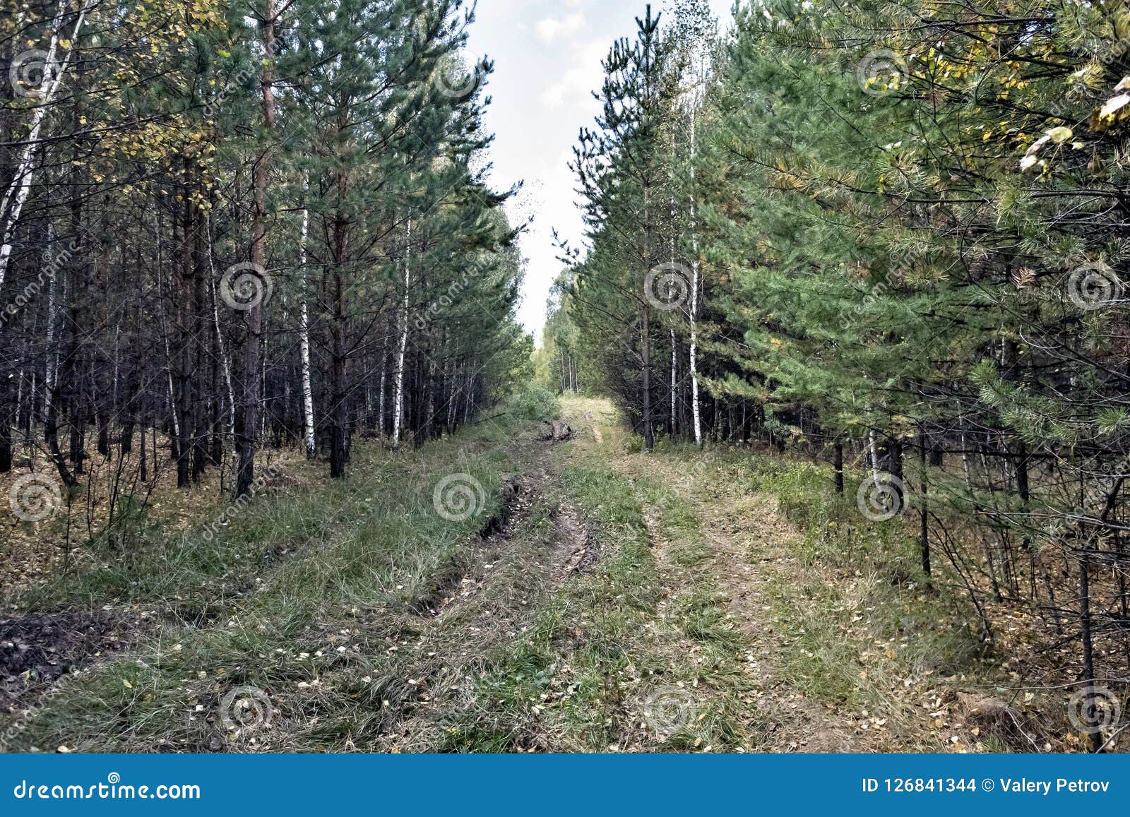 Mixed Spruce and Birch Forest in Autumn Stock Photo - Image of path ...