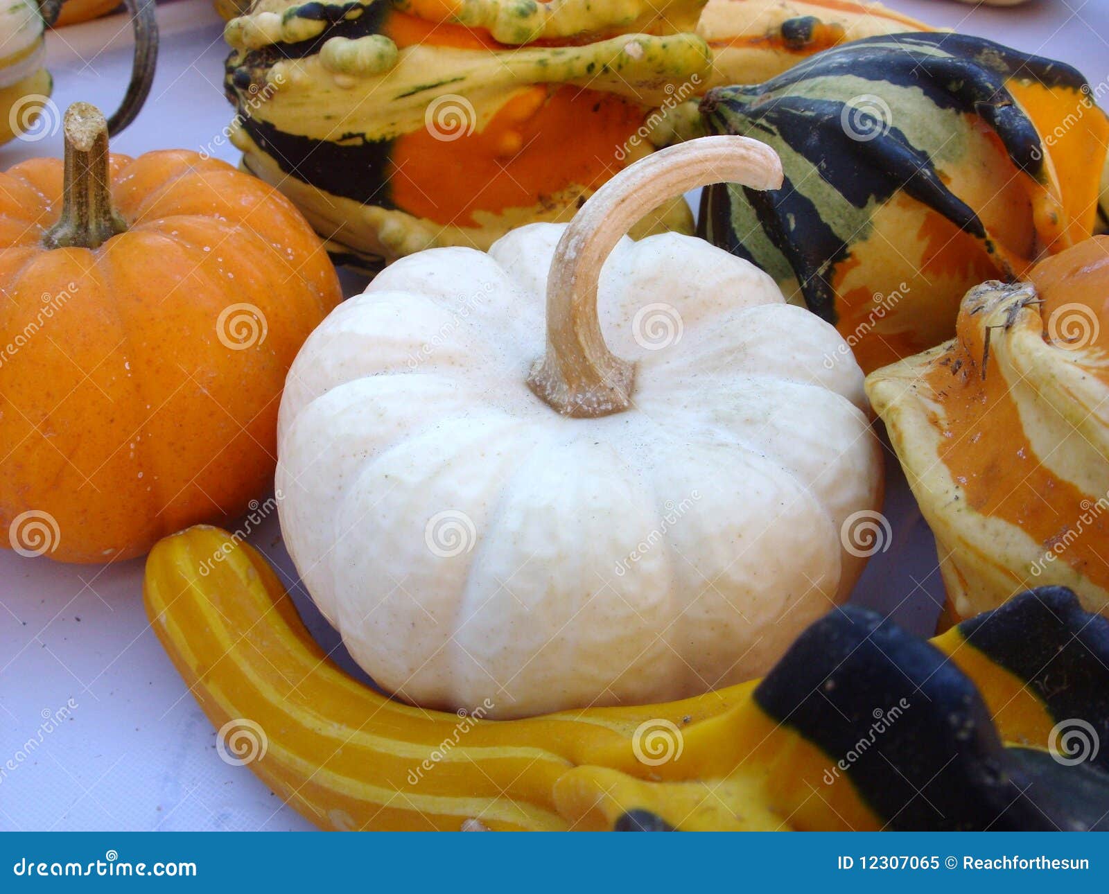 Mixed Squash and Gourds stock image. Image of pumpkins - 12307065