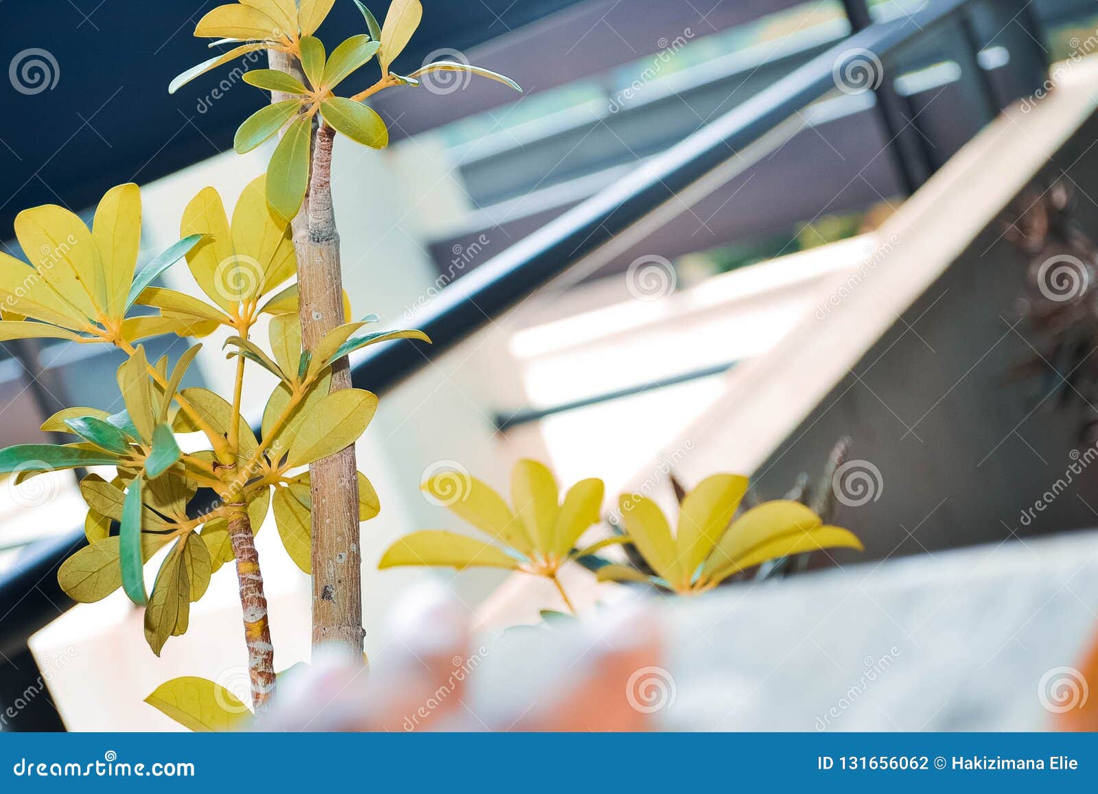 Mixed tree and flue stock photo. Image of rwanda, tree - 131656062