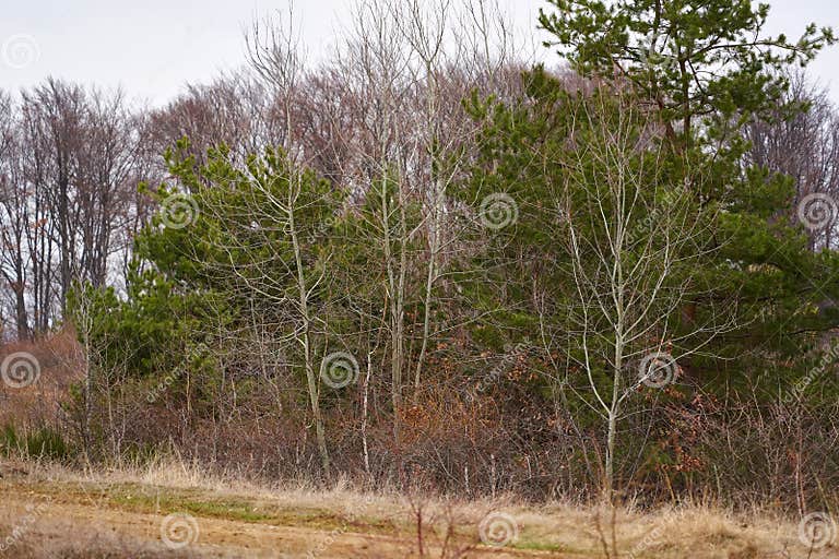 Mixed trees forest stock photo. Image of growth, landscape - 310198570