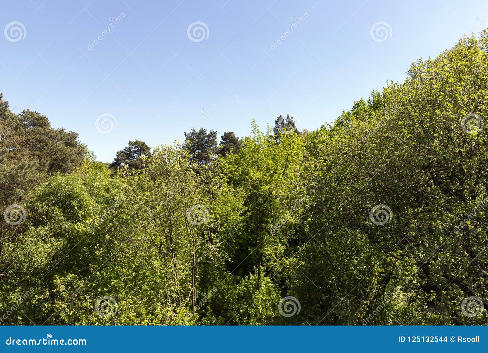 Mixed trees in the forest stock photo. Image of lush - 125132544
