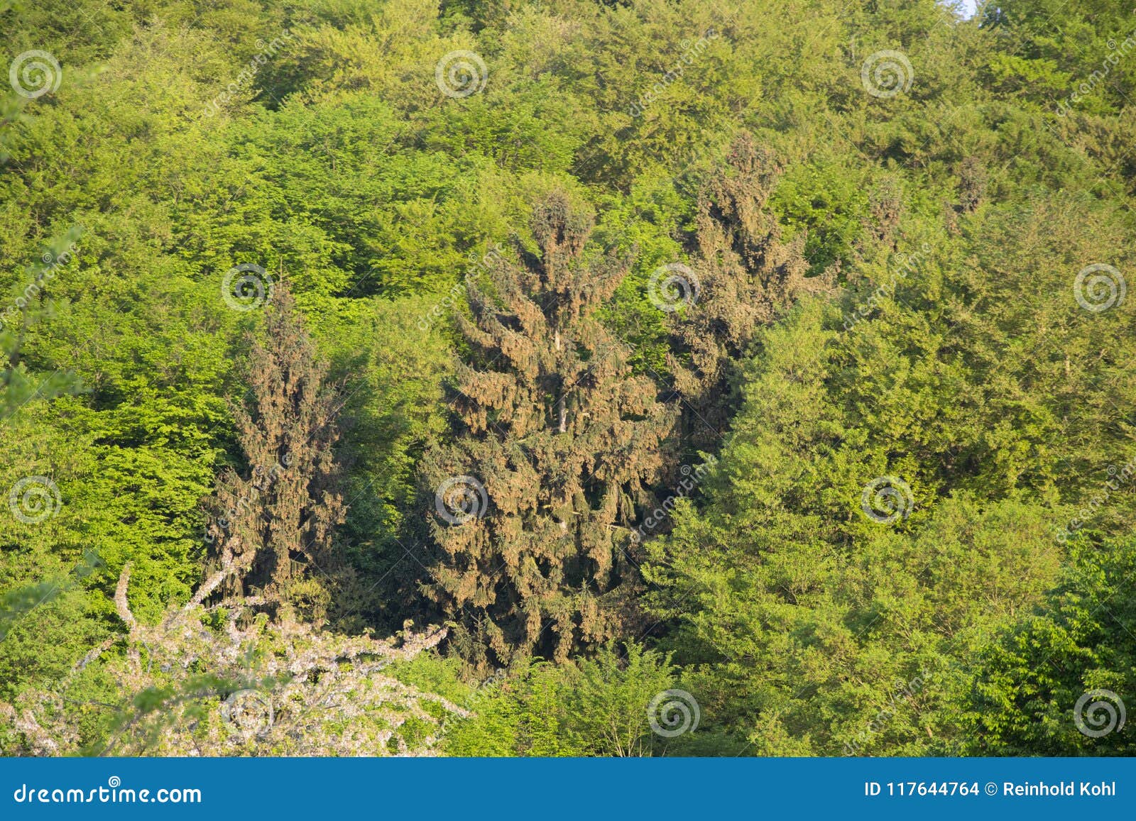 Mixed Trees in the Forest Spessart Stock Photo - Image of travel ...