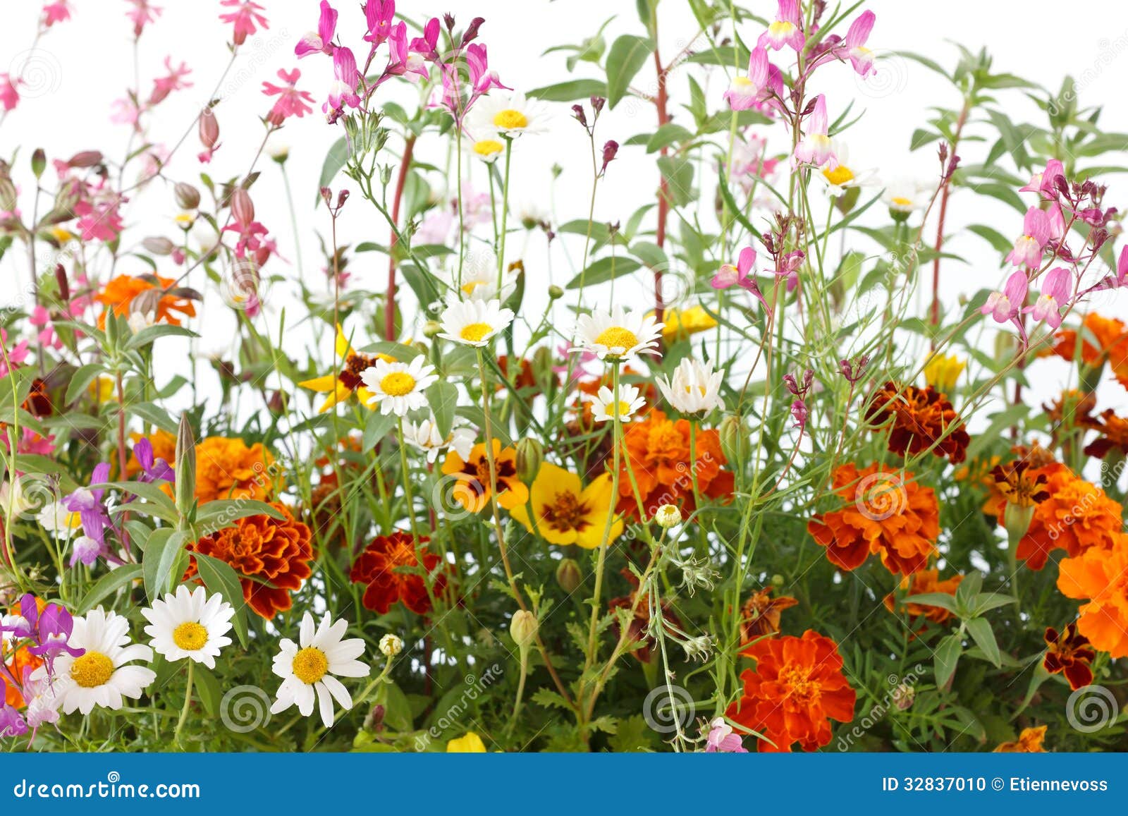 Mixed wild field flowers stock photo. Image of flowers - 32837010