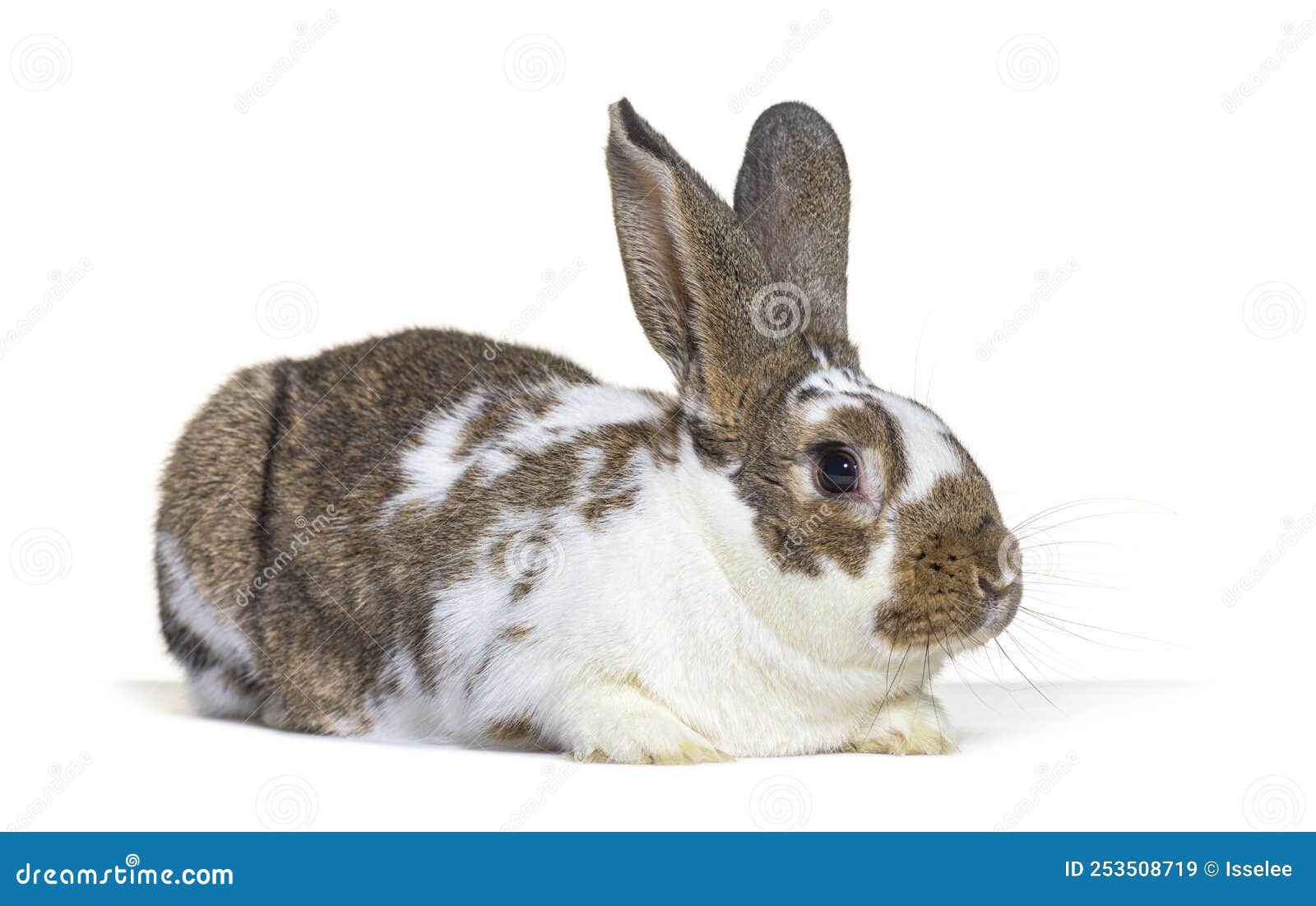 Mixedbreed Rabbit, Isolated Stock Image - Image of people, shot: 253508719
