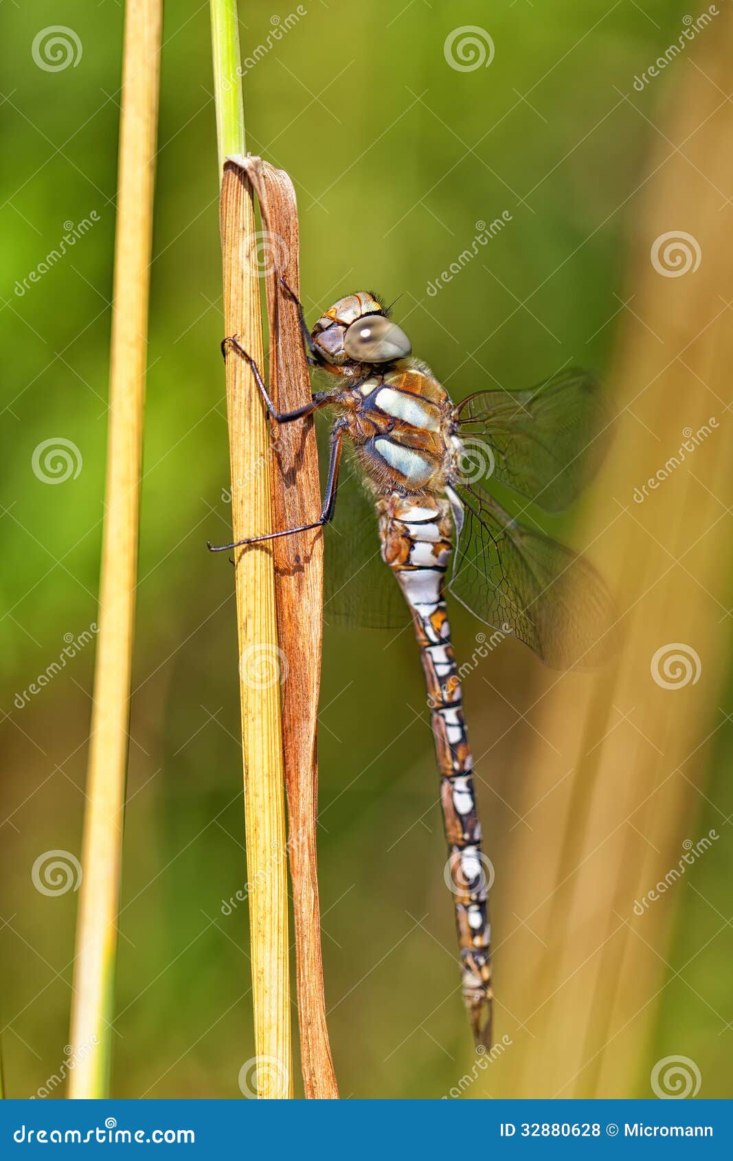 Mixta Di Aeshna - Di Autumn Hawker Fotografia Stock - Immagine di macro ...