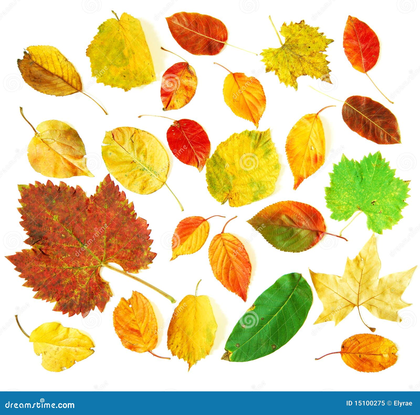 Mixture of autumnal leaves stock image. Image of simple - 15100275