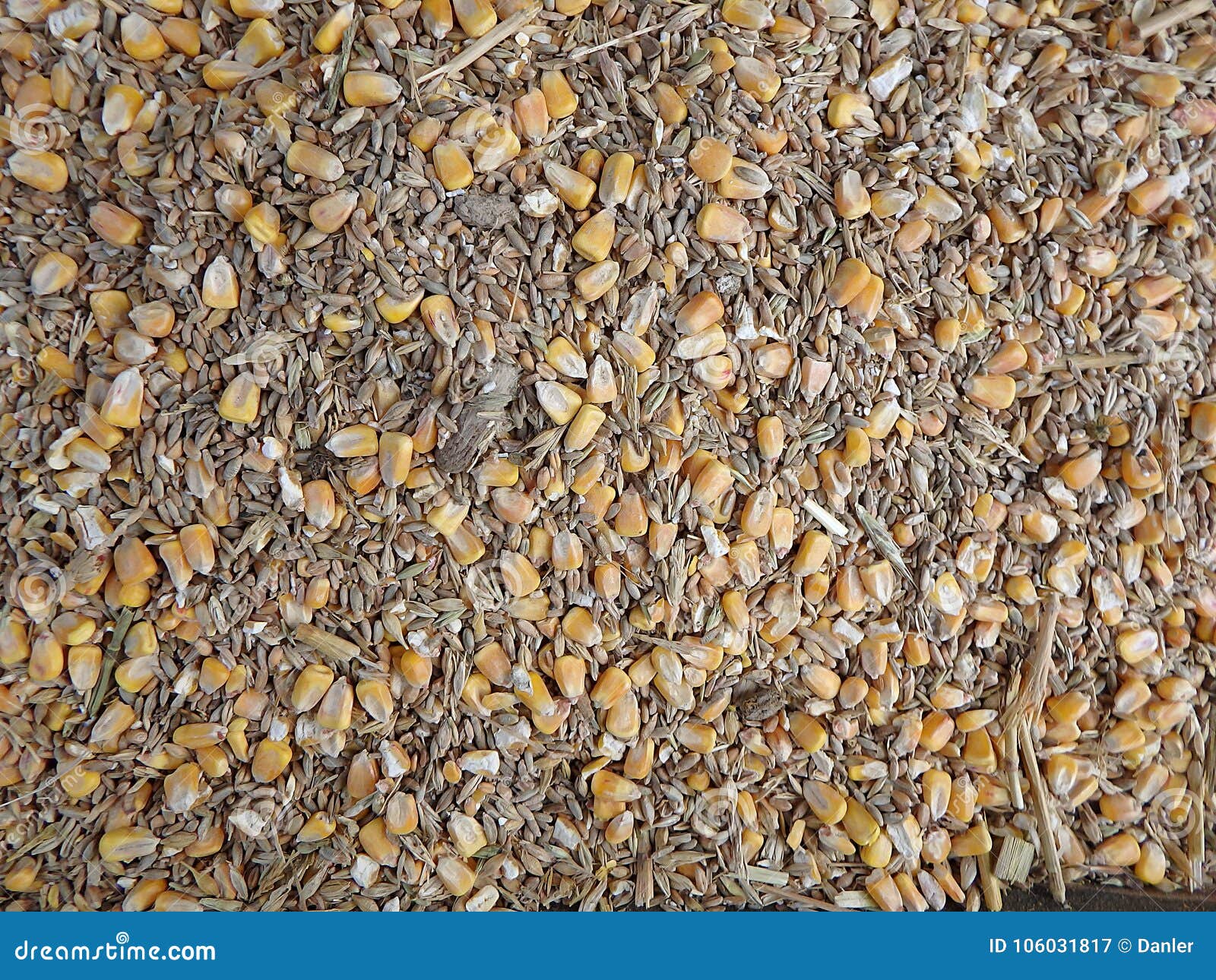 Corn, Wheat, Rye - Natural Background Stock Image - Image of farm ...