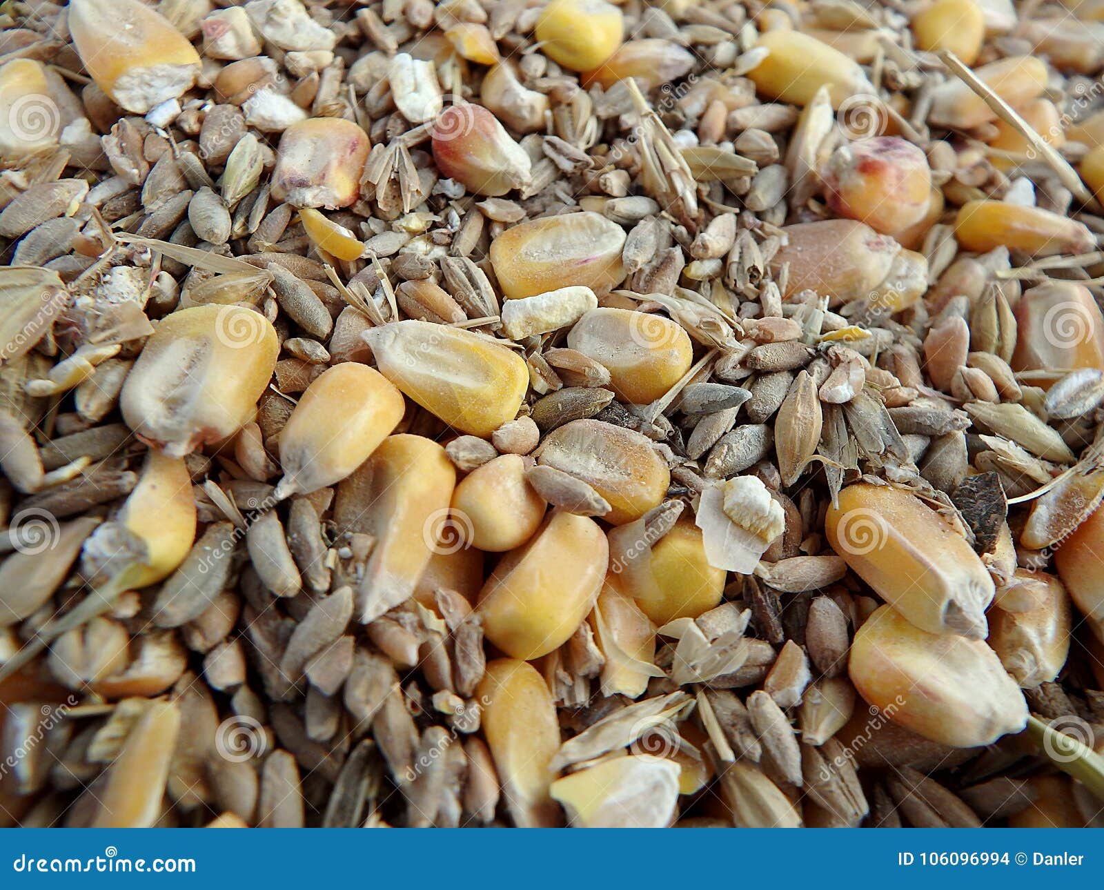 Corn, Wheat, Rye - Natural Background Stock Photo - Image of health ...