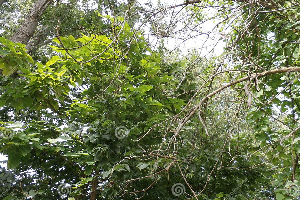 Mixture of trees stock photo. Image of forest, perfect - 233121486