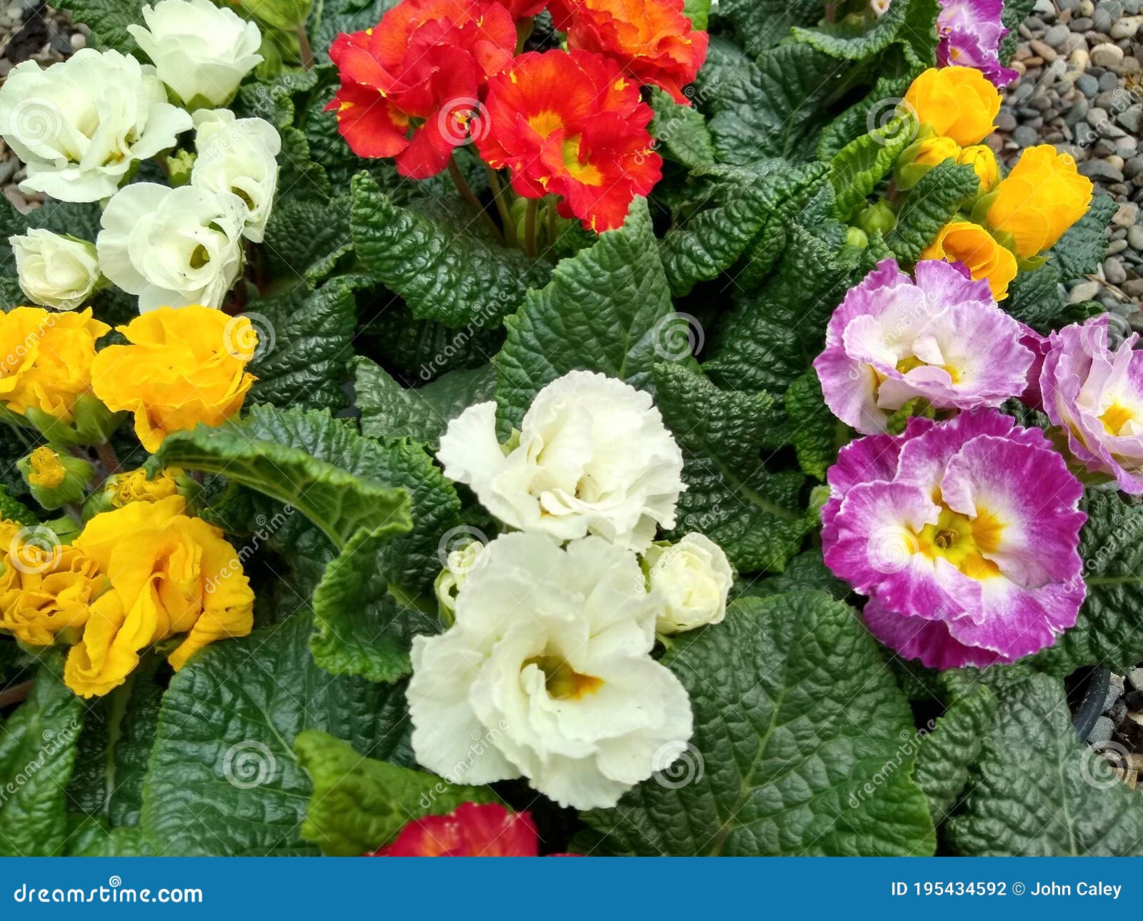 Primrose Diva Mixed stock photo. Image of spring, beauty - 195434592
