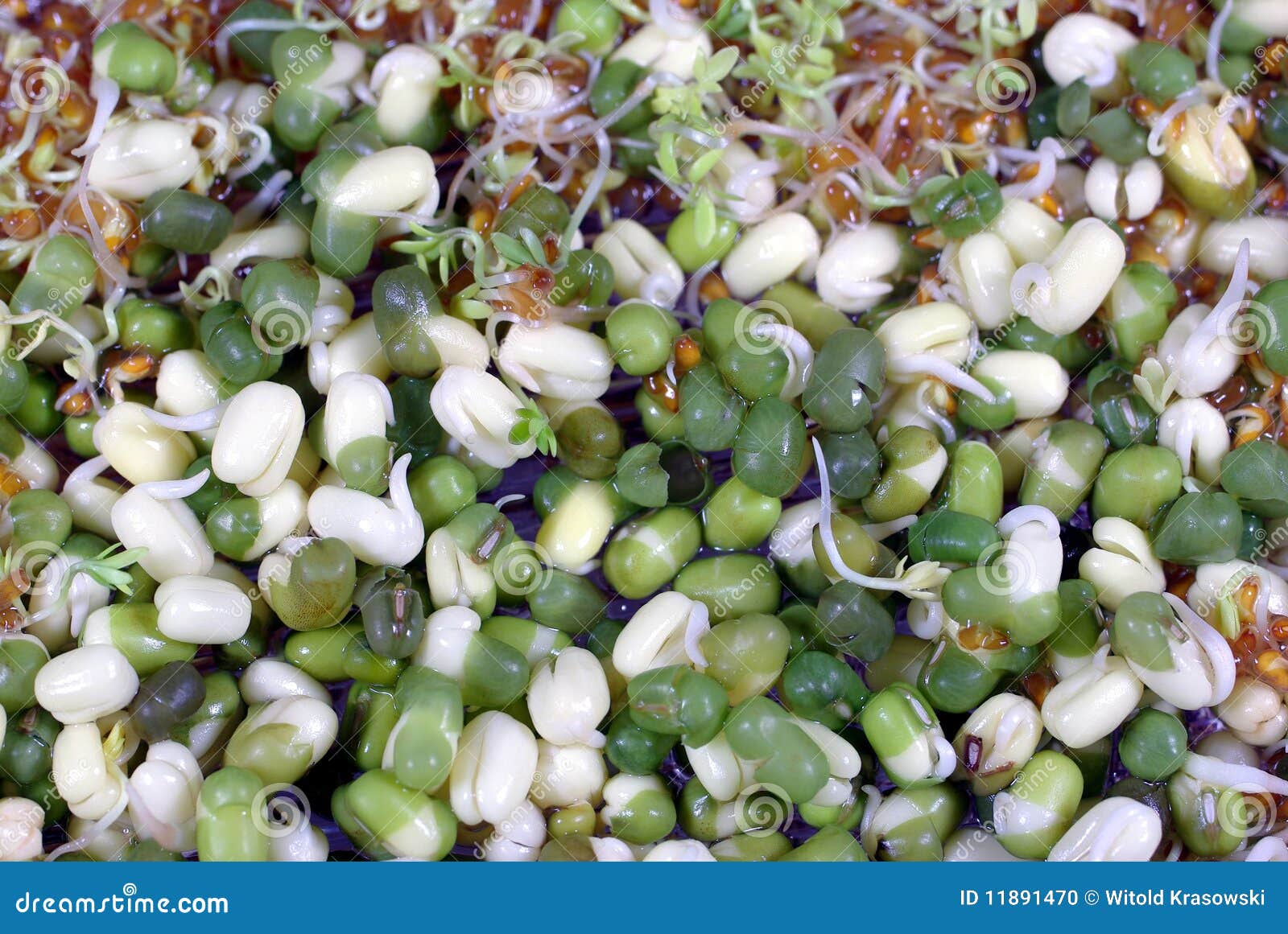 Mixture of Germinating Seeds Stock Photo - Image of home, gourmet: 11891470