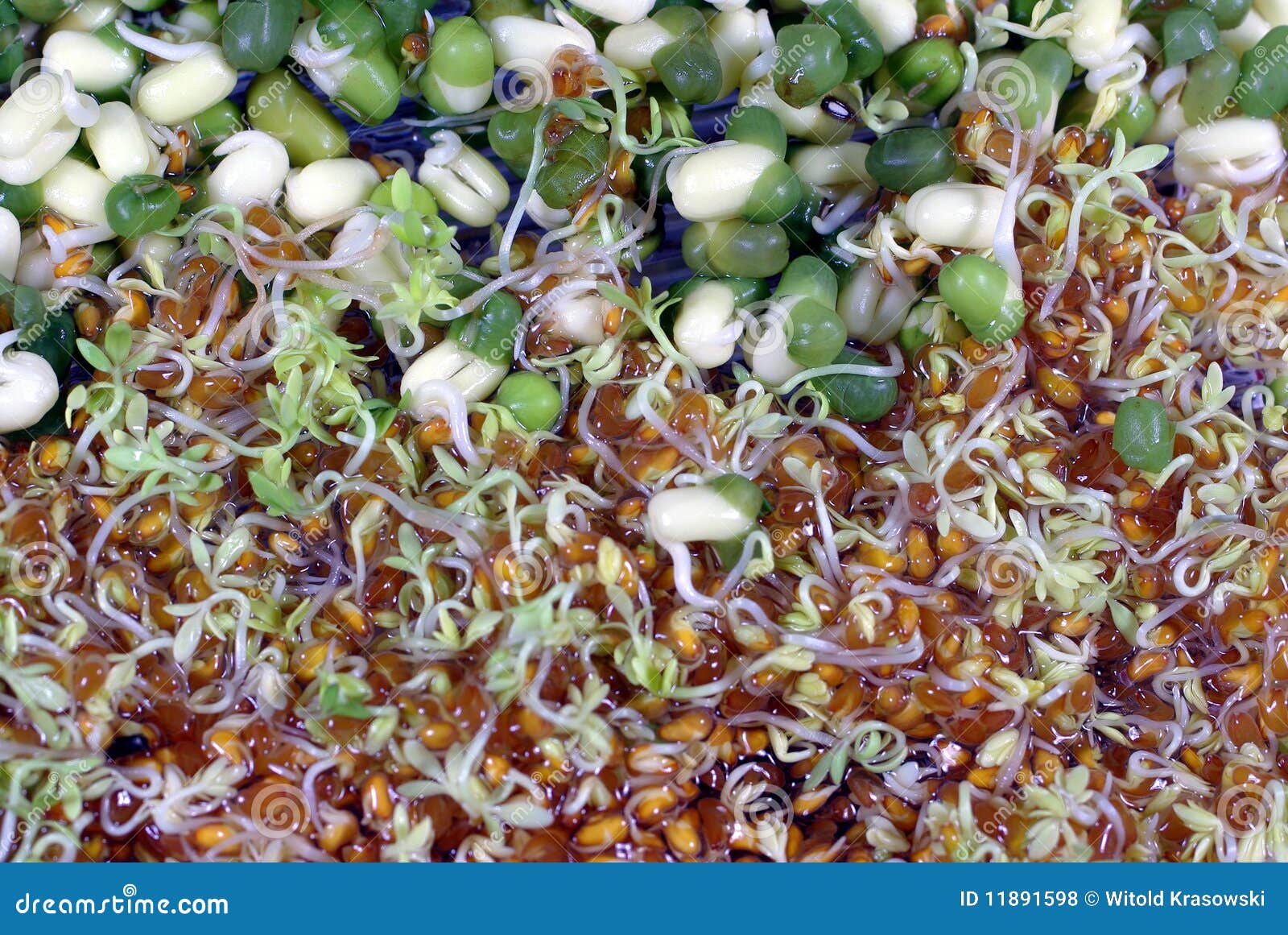 Mixture of Germinating Seeds Stock Photo - Image of nutrition, edible ...
