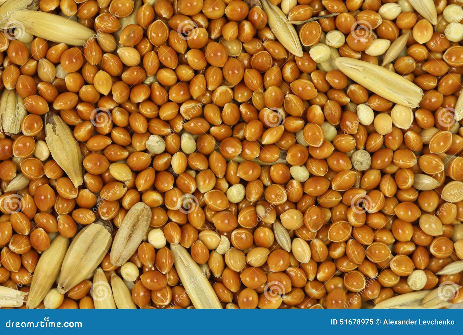 A Mixture of Grains Background Stock Image - Image of seed, fiber: 51678975