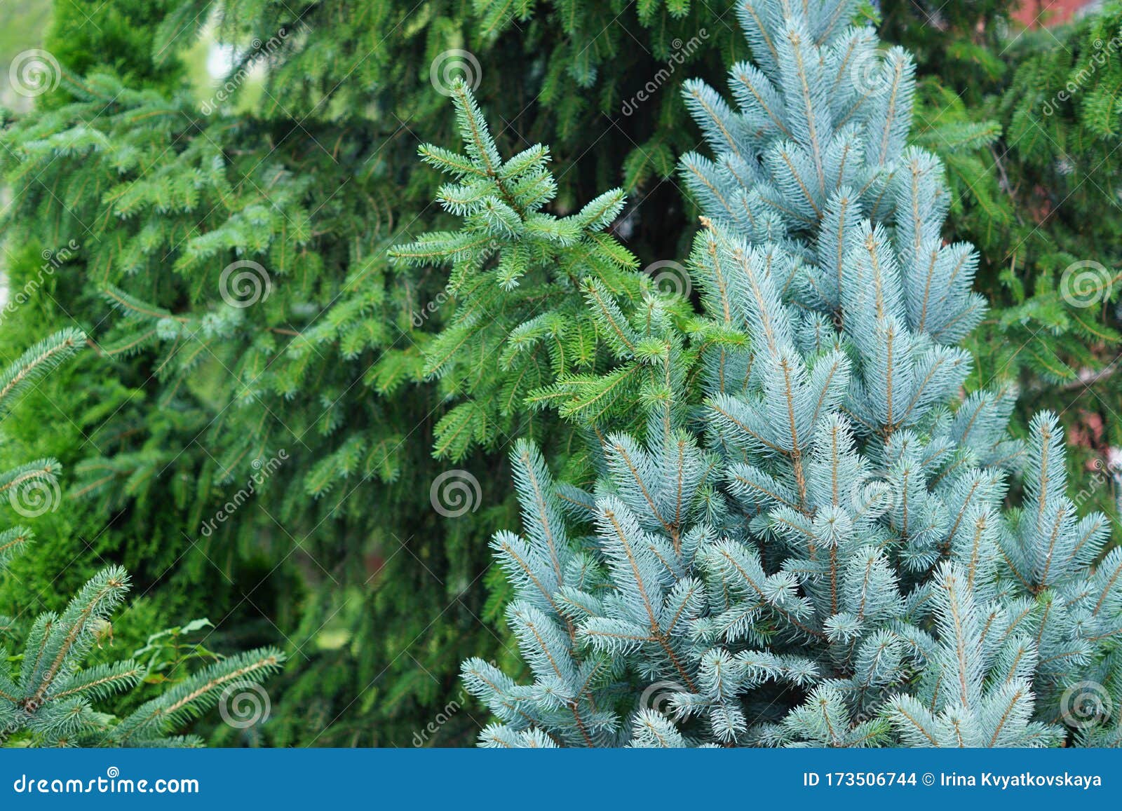 Mixture Og Different Types of Spruce Trees As Background Stock Photo ...