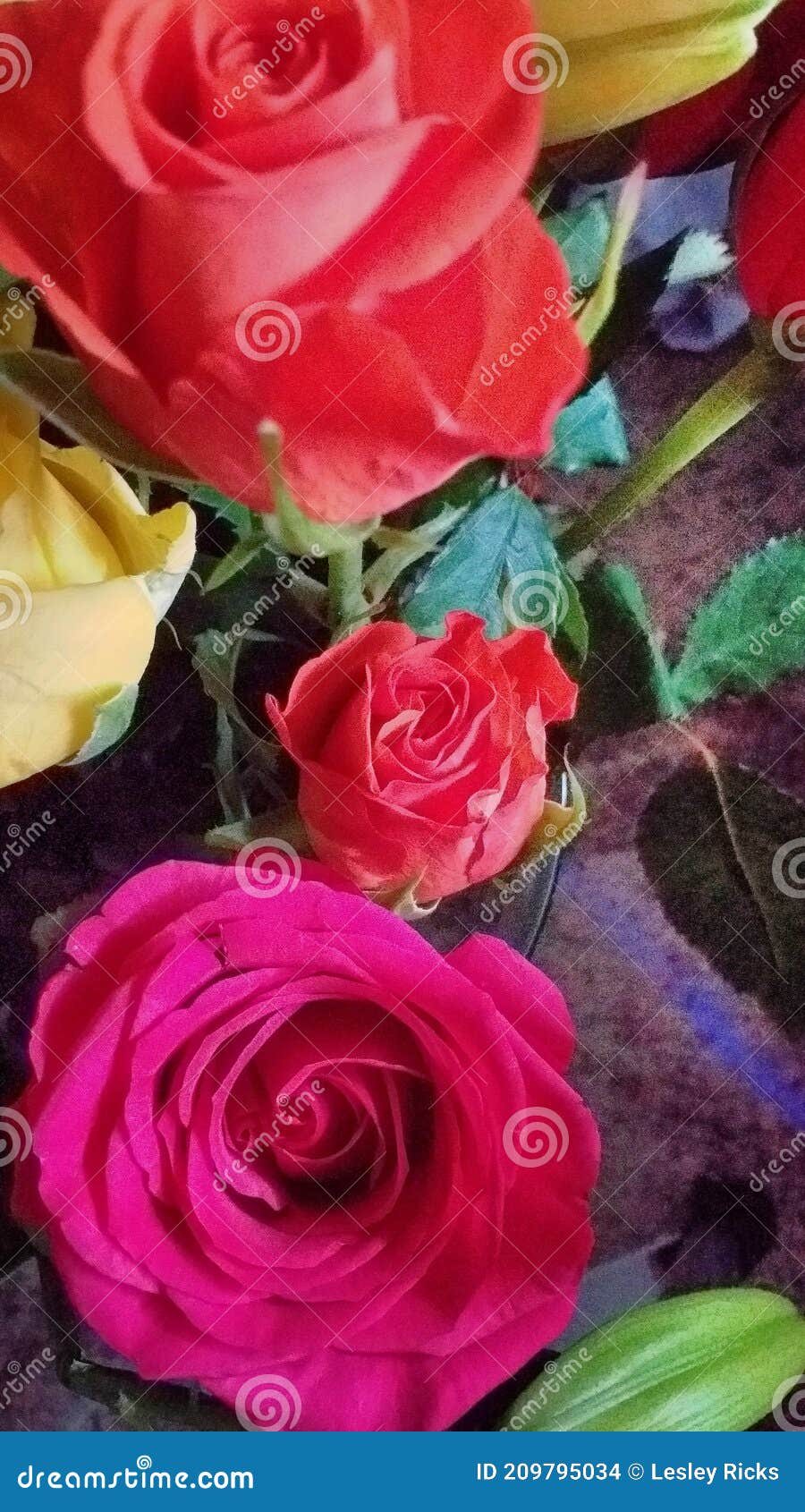 A mixture of Red Roses stock photo. Image of colours - 209795034