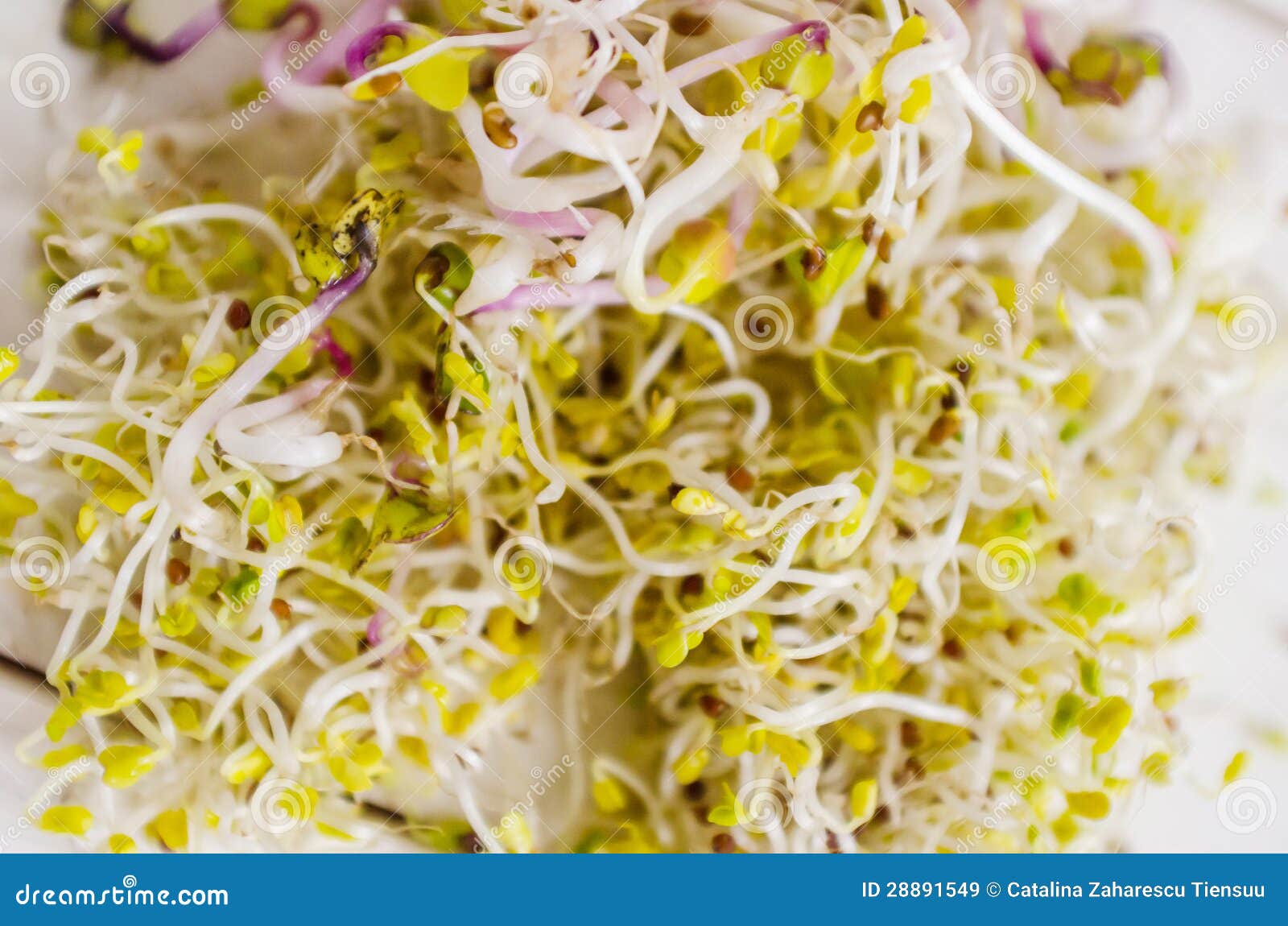 Mixture of sprouts stock image. Image of vitamins, vegetarian - 28891549