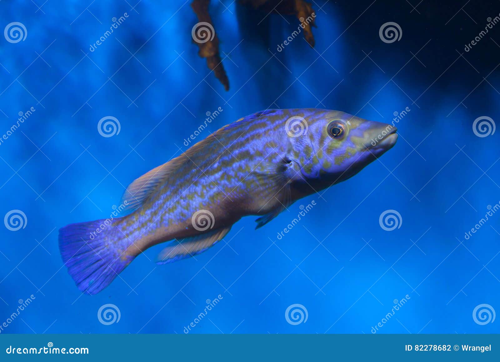 Mixtus Di Labrus Del Labro Comune Del Cuculo Fotografia Stock ...