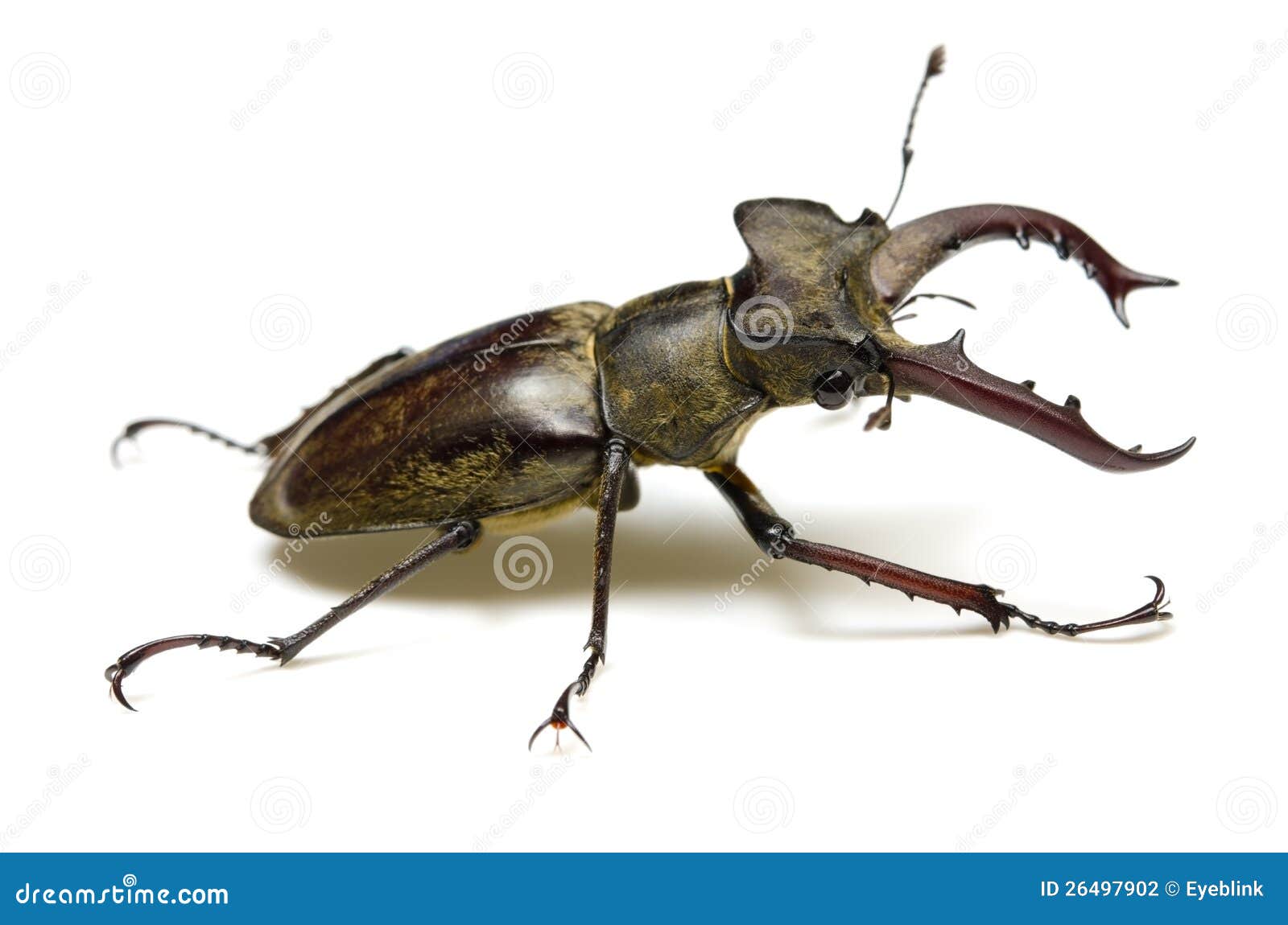 Miyama stag beetle stock photo. Image of insect, arthropod - 26497902