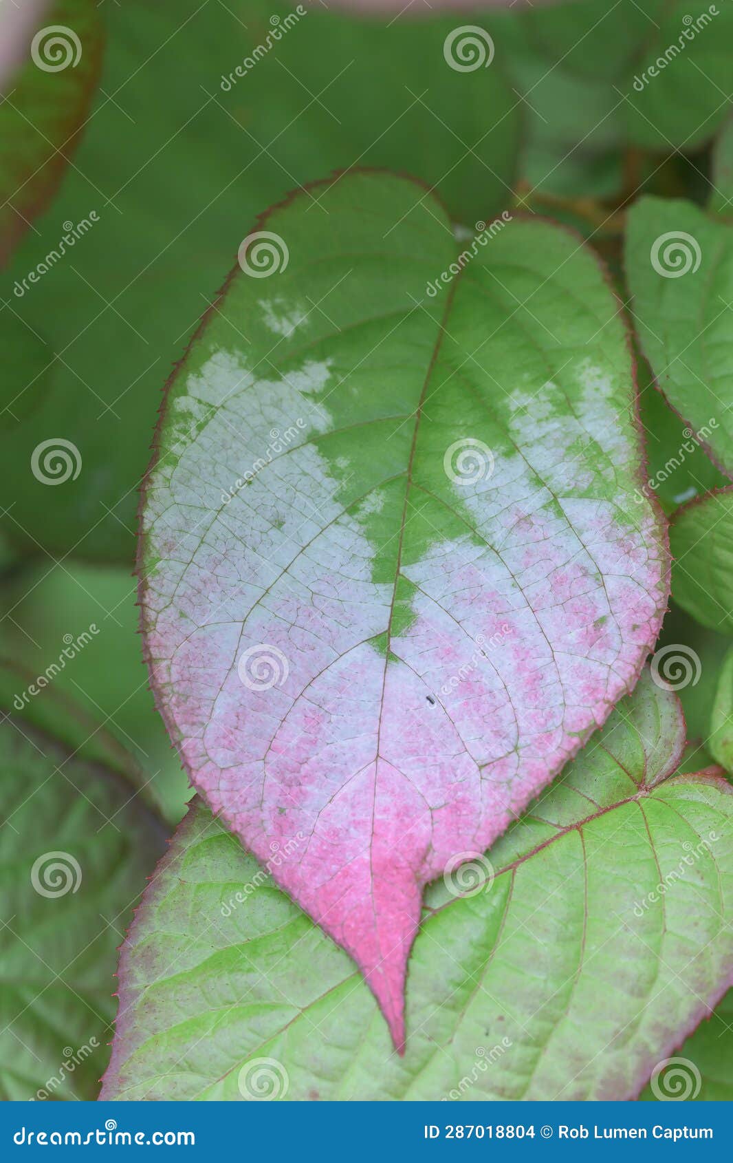 Variegated Leaf Hostas In Bloom Royalty-Free Stock Photography ... Variegated Leaf Hostas In Bloom Royalty-Free Stock Photography ...