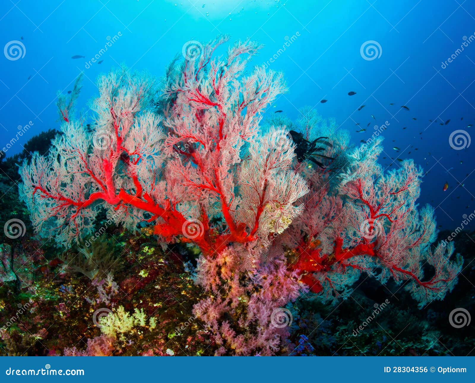 Mjuk korall arkivfoto. Bild av korall, dykning, slappt - 28304356