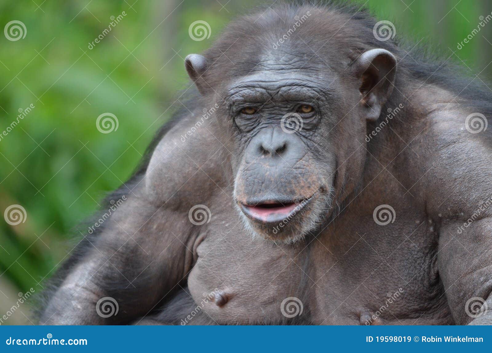Mlinzi chimp stock image. Image of talks, mouth, chest - 19598019