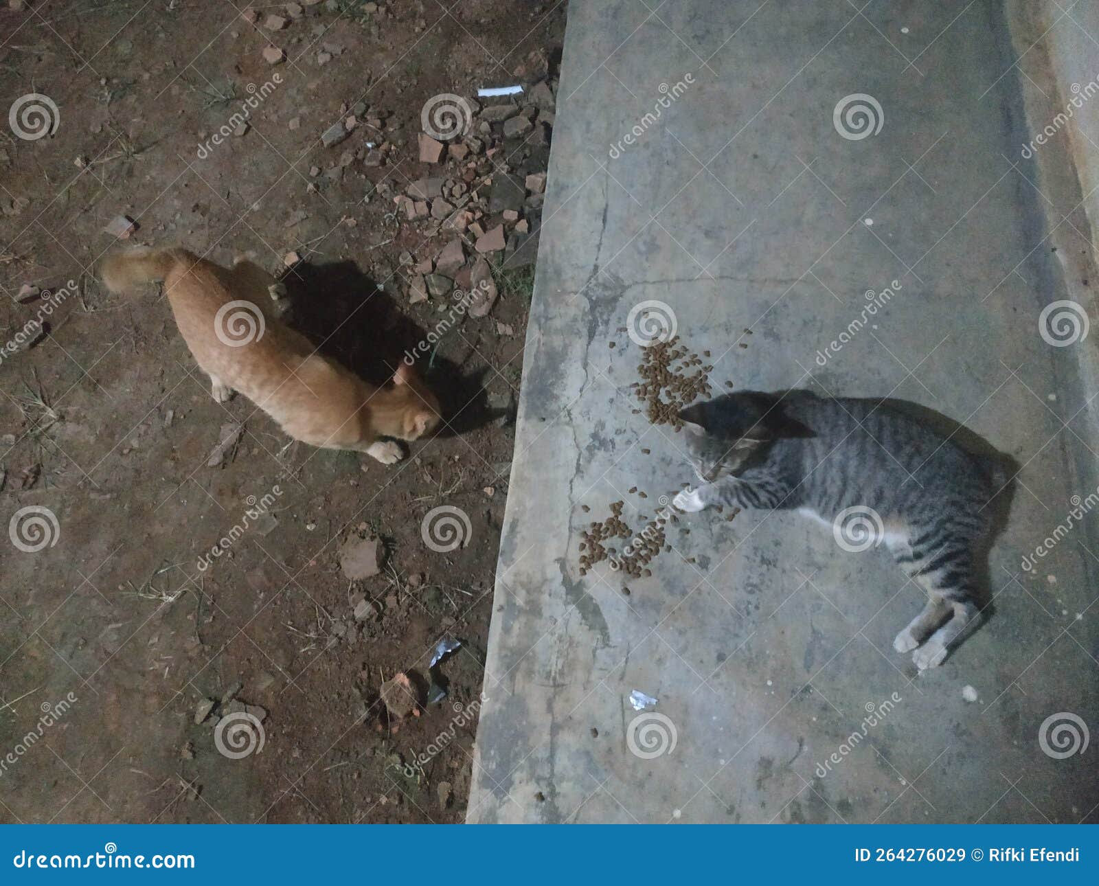 MMMM stock image. Image of mammal, kitt, rock, flooring - 264276029