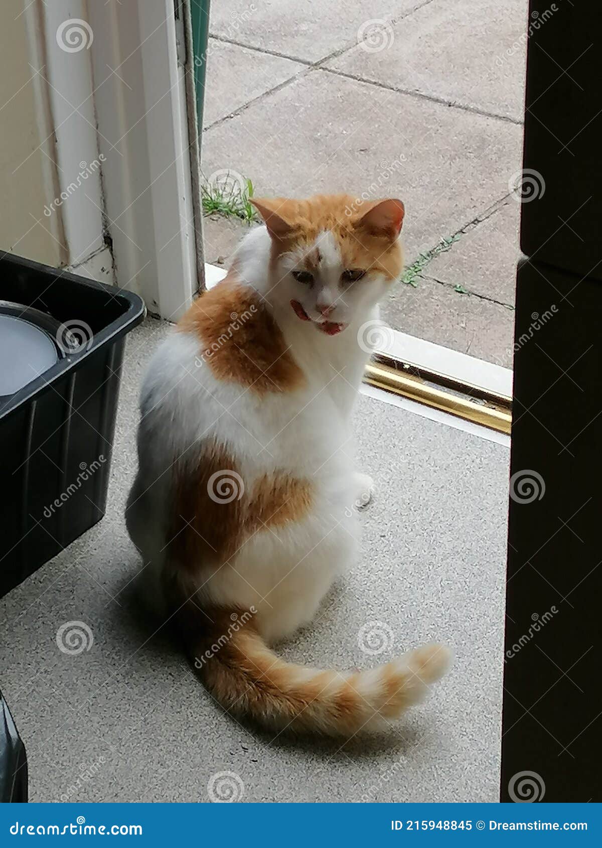 Mmmm yummy says the cat stock image. Image of white - 215948845