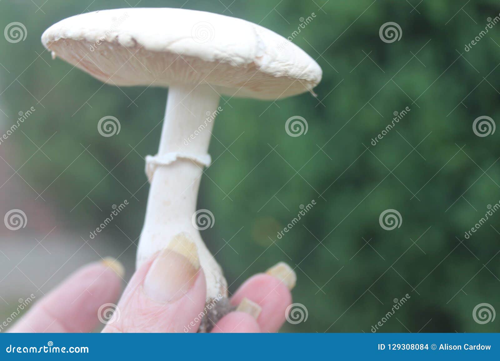 Mmmmm mushrooms stock photo. Image of hard, deep, love - 129308084