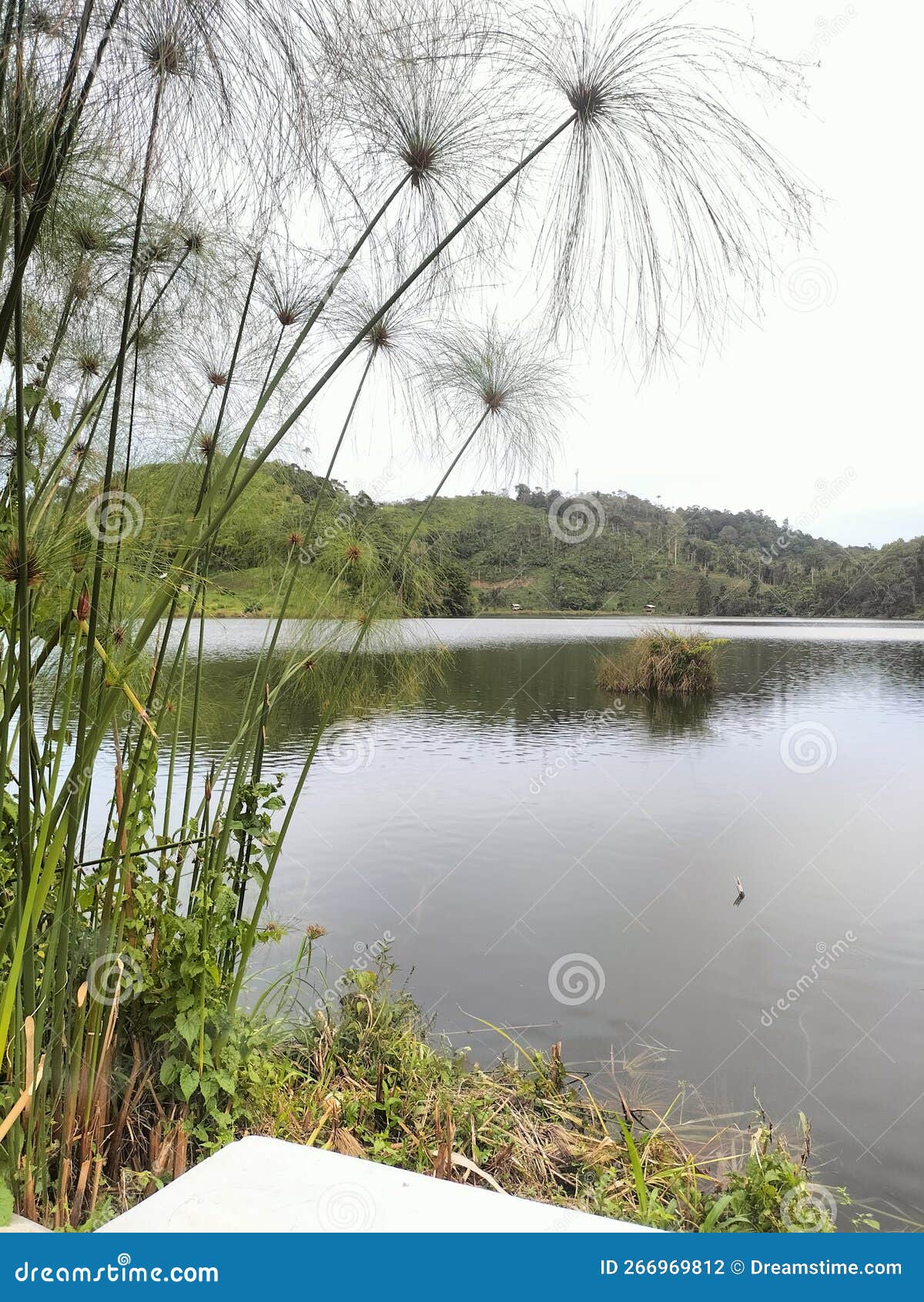 Moat Lake Goba stock photo. Image of plant, pond, river - 266969812