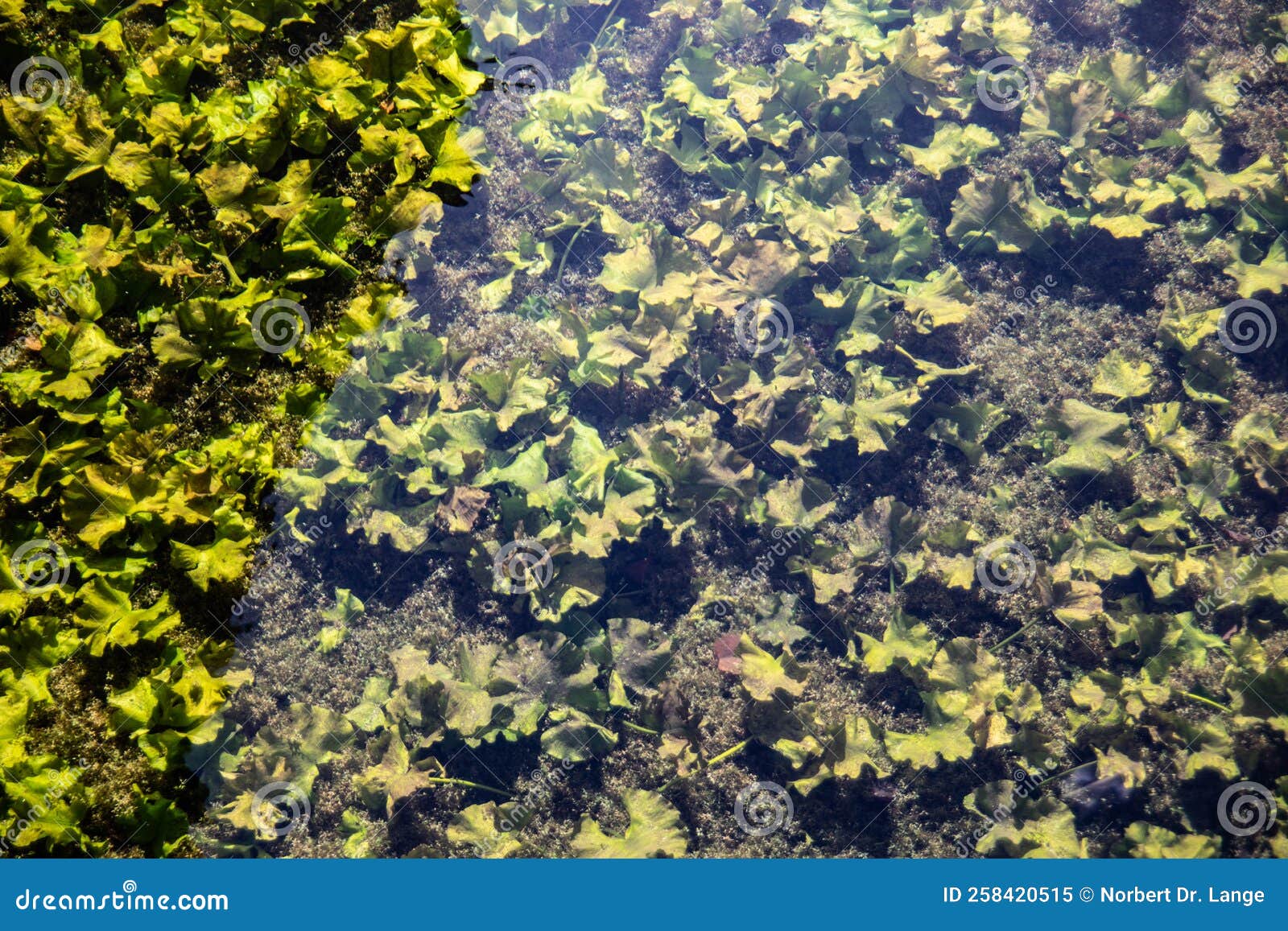 Moat with water stock image. Image of plants, impressive - 258420515