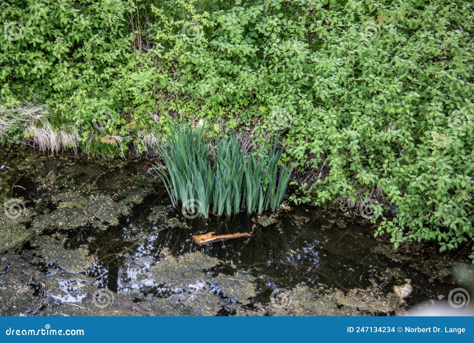 Moat with water stock photo. Image of ecology, light - 247134234