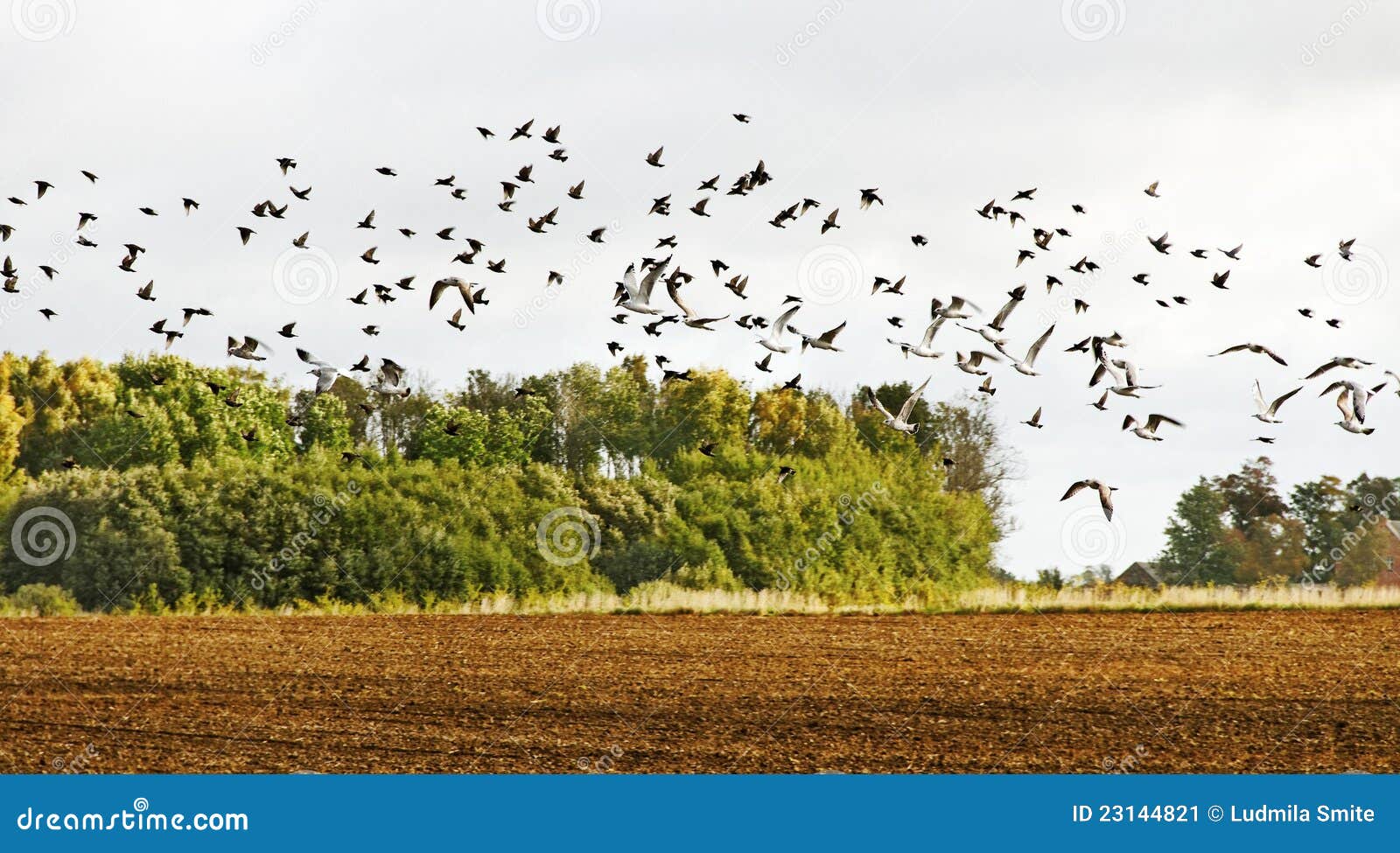 Mob of birds. stock image. Image of outdoor, cloudy, feather - 23144821