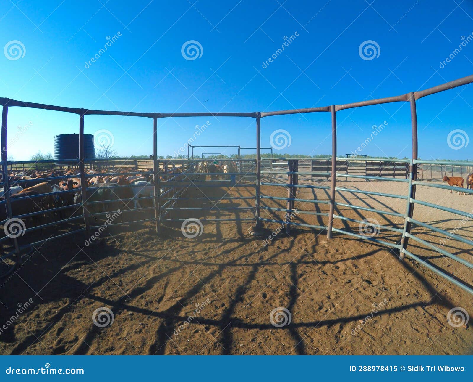 Mob of Cattle Inside the Fence Stock Image - Image of fence, outback ...