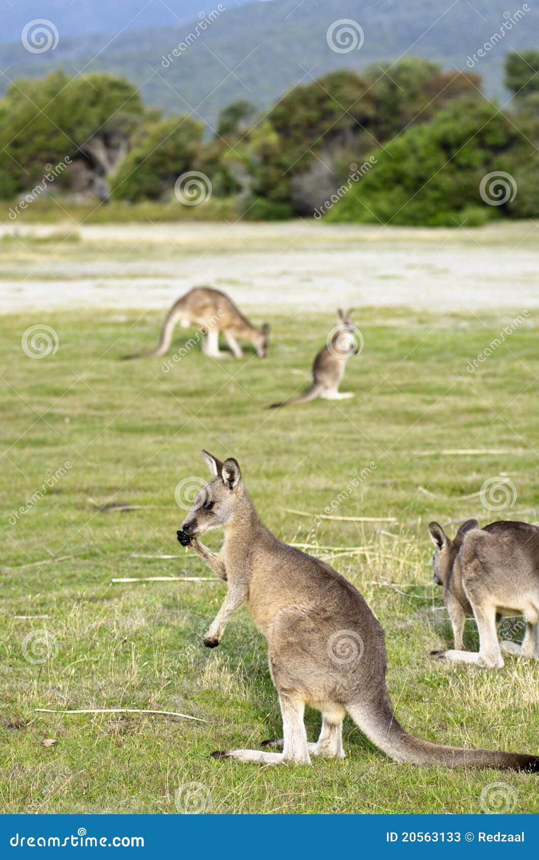 Mob of kangaroos stock image. Image of conservation, nature - 20563133
