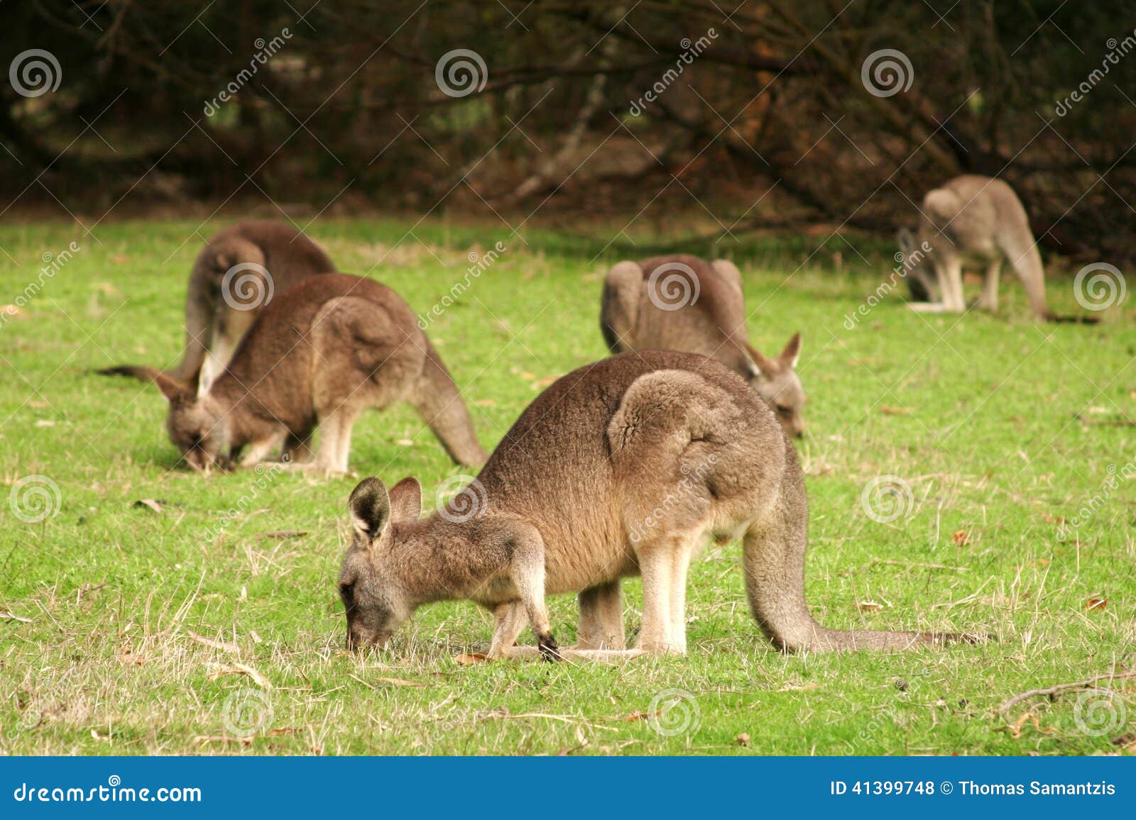 Mob of kangaroos stock photo. Image of mammal, eastern - 41399748