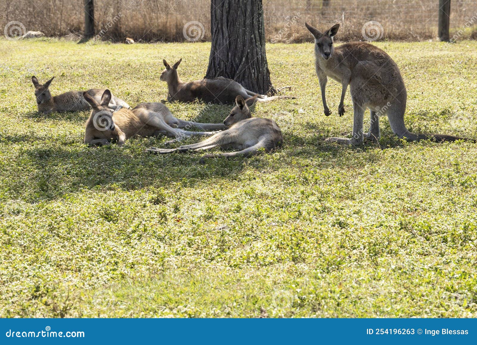 A Mob of Kangaroos Resting Under a Tree. Stock Image - Image of ...